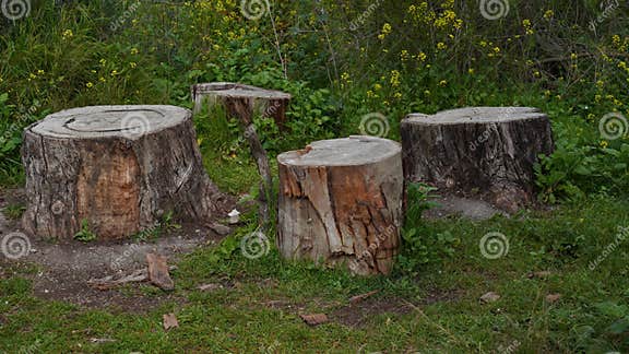 Old Cut Down Tree Stumps with the Age-defining Rings of a Tree Stock ...