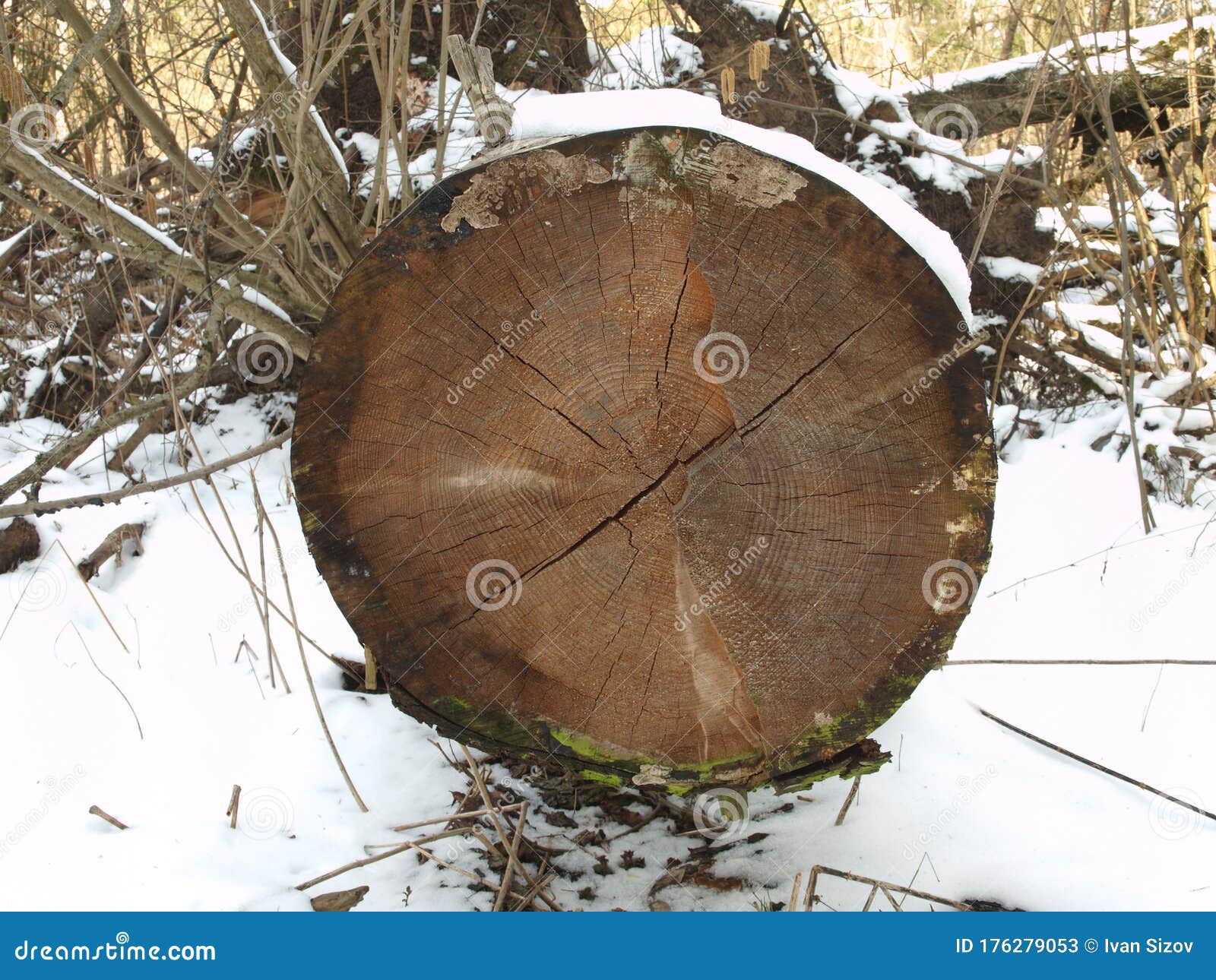 Old Cut Fallen Spruce in the Winter Forest Stock Image - Image of ...