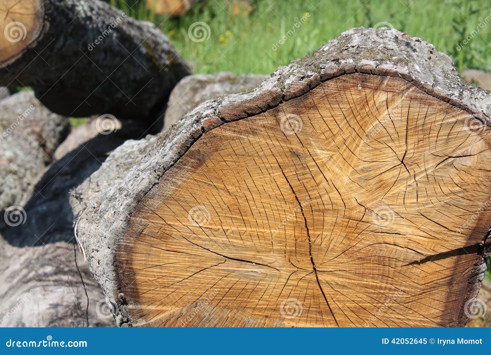 Old cut oak stock image. Image of bark, grain, rough - 42052645