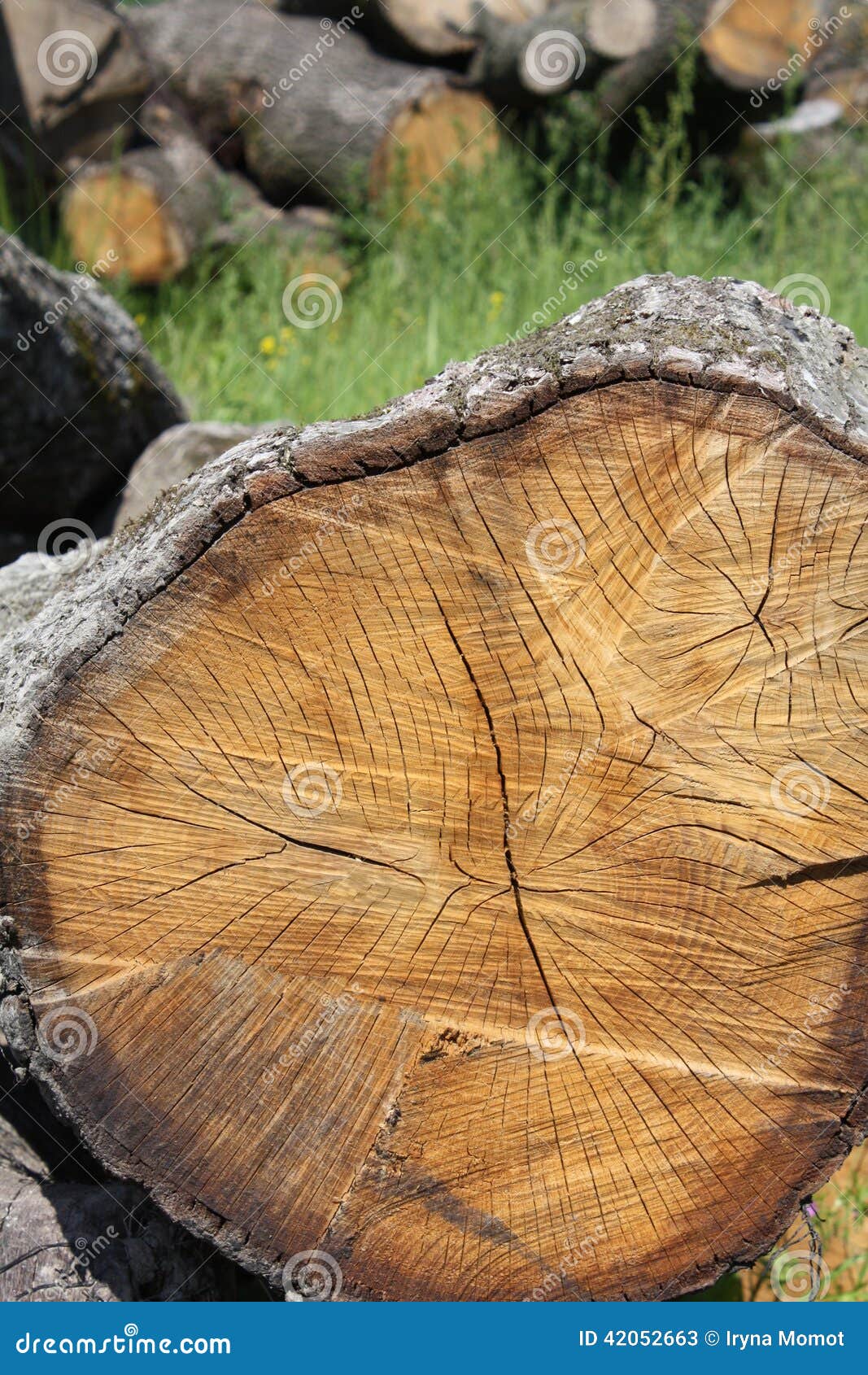 Old cut oak stock image. Image of logs, background, brown - 42052663
