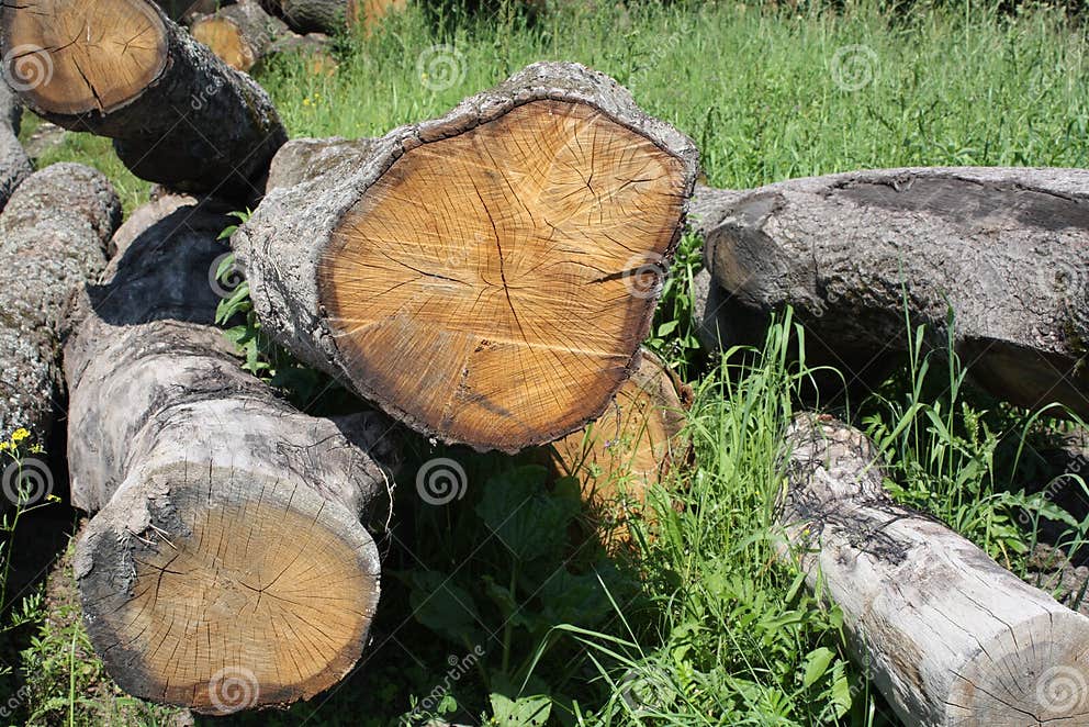 Old cut oak stock photo. Image of environment, detail - 42052668
