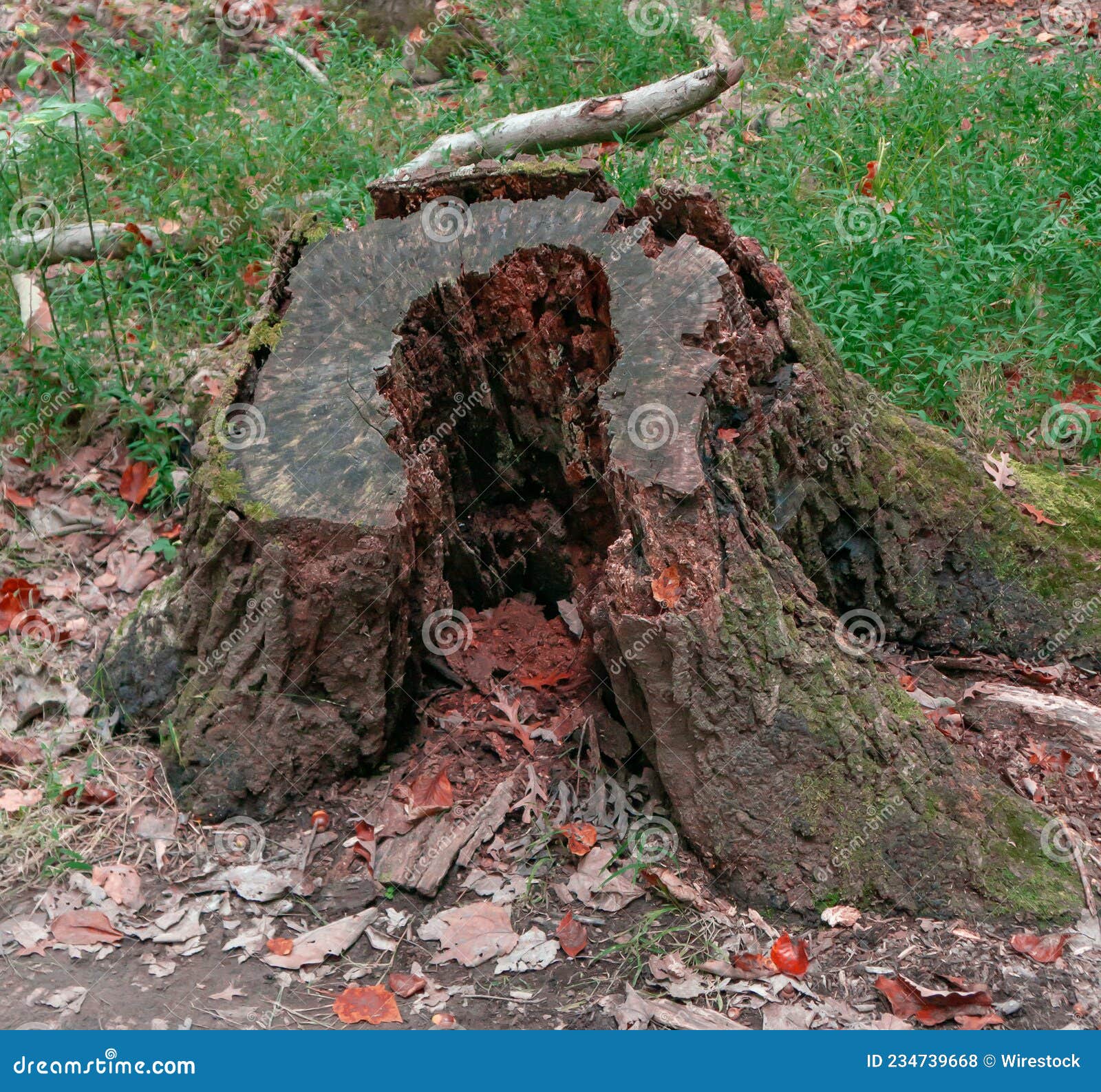 Old cut off dead tree log stock photo. Image of tree - 234739668