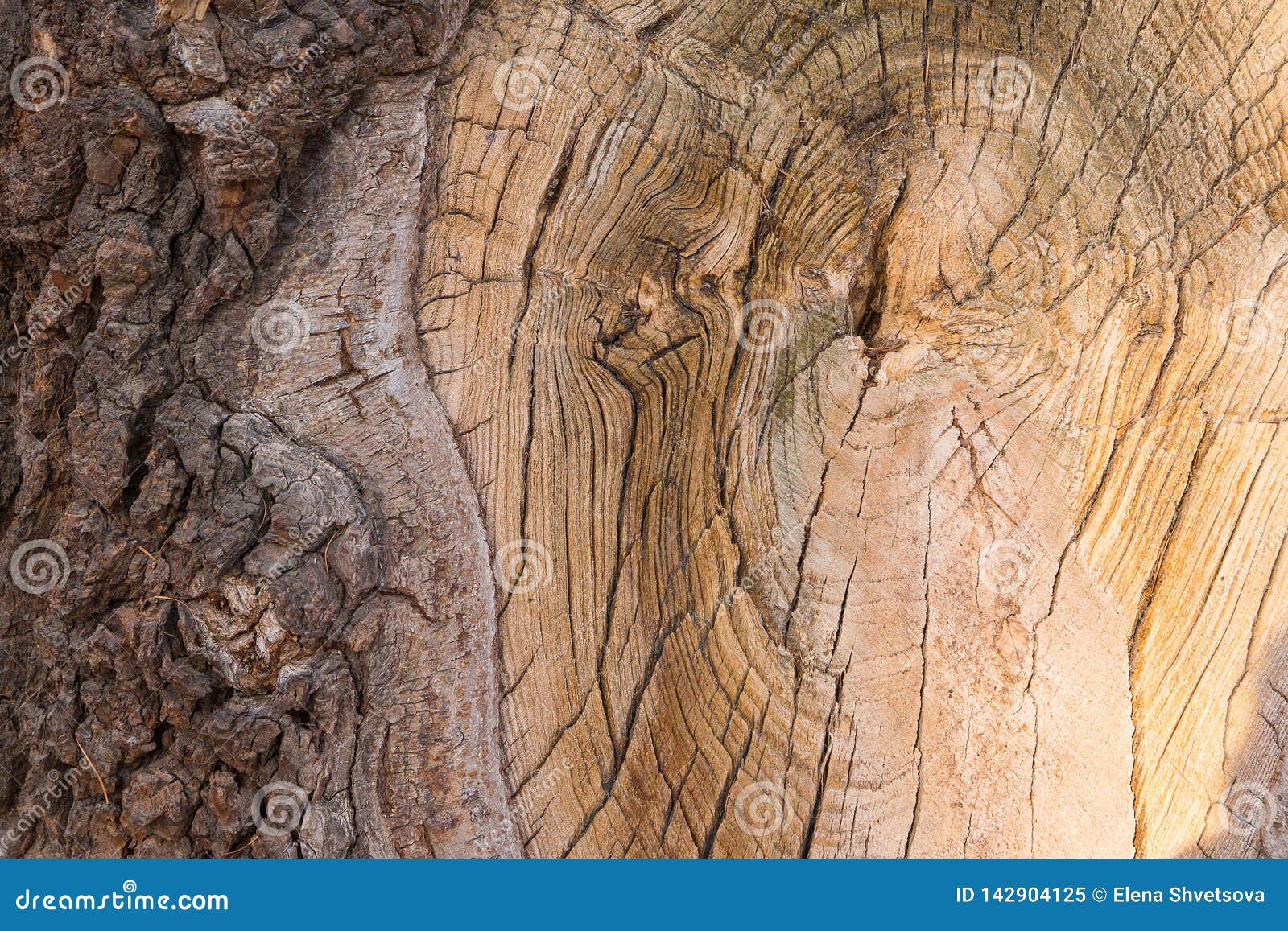 Old Cut of a Stub of an Old Tree with Bark As Texture. Background Stock ...