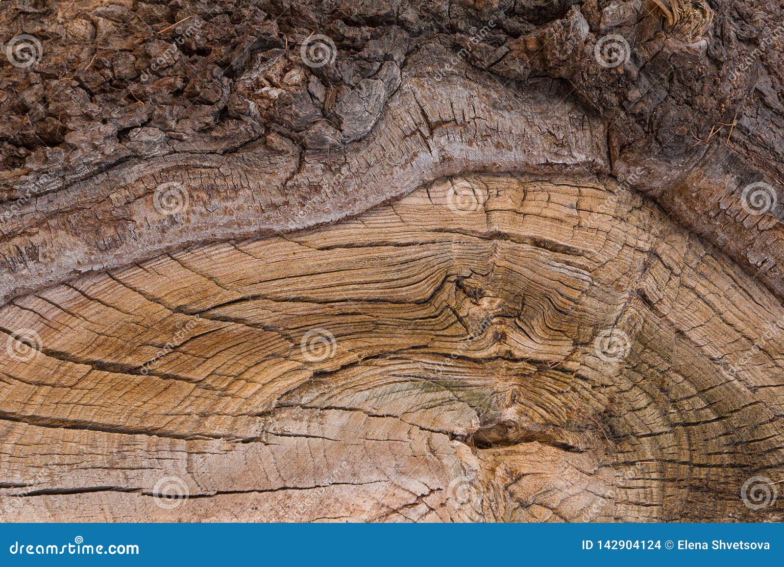 Old Cut of a Stub of an Old Tree with Bark As Texture. Background Stock ...