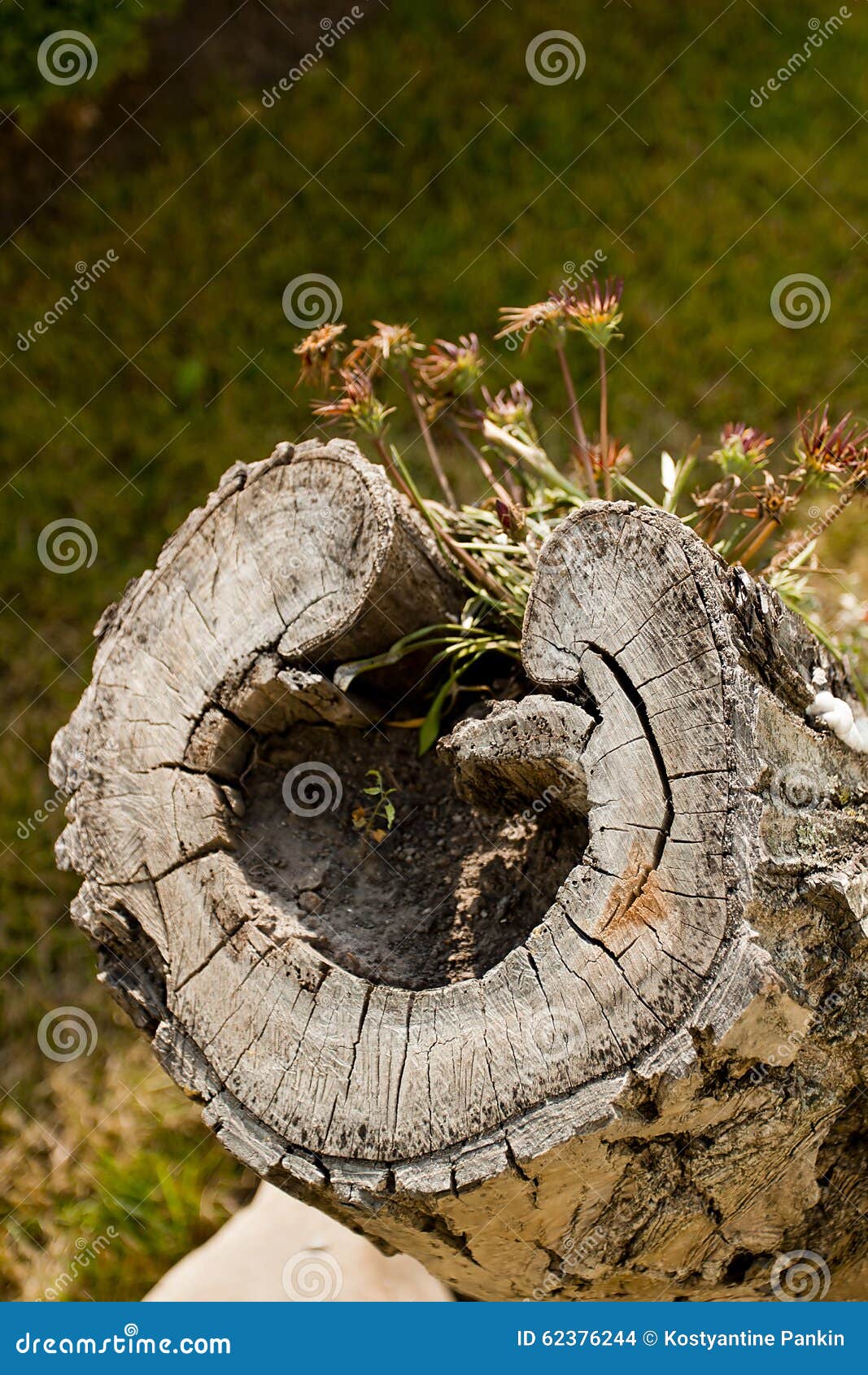 Old Cut Tree Stump in the Form Stock Photo - Image of stage, success ...