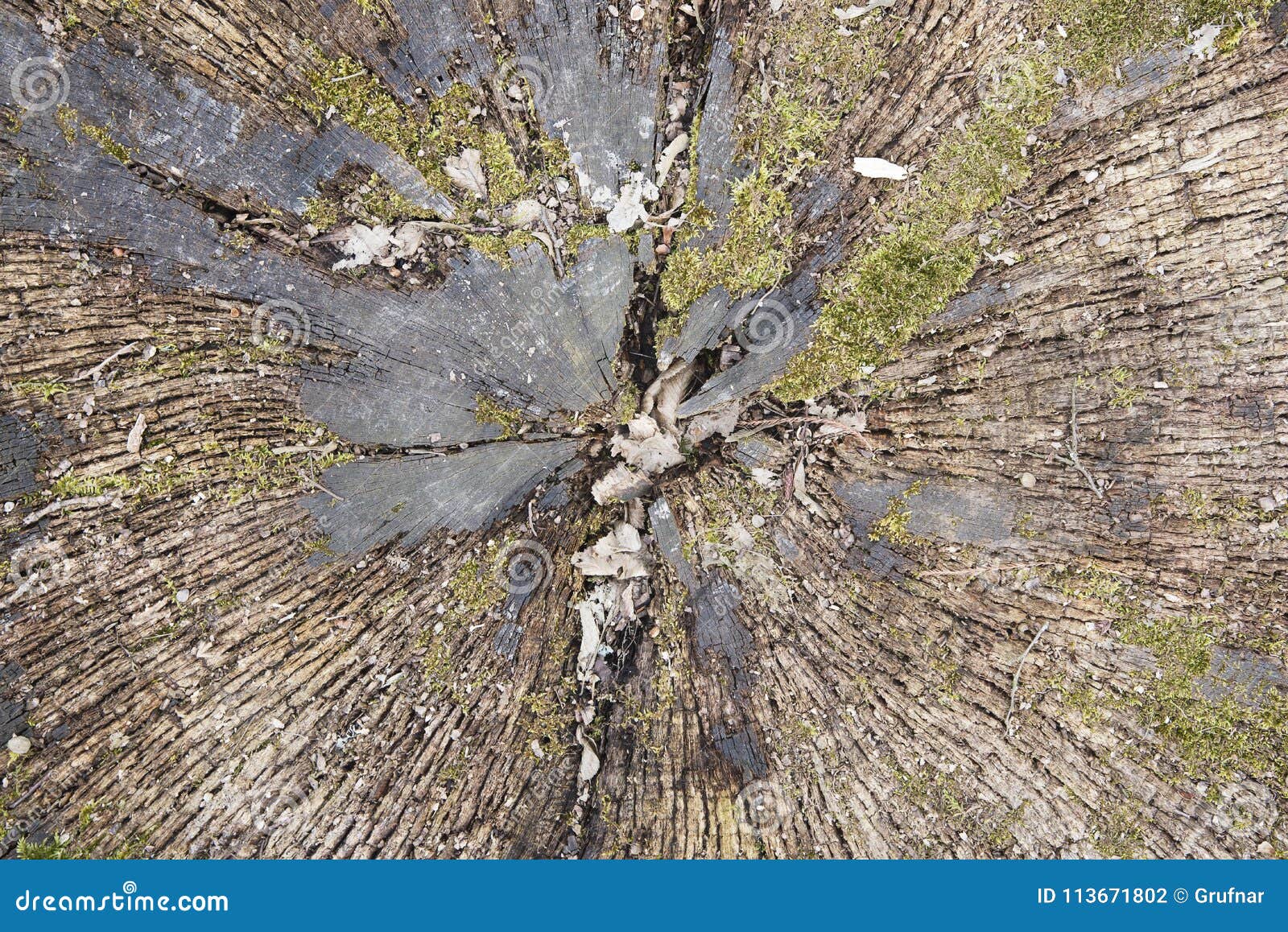 Old Cut Tree Texture Background Stock Photo - Image of nature ...