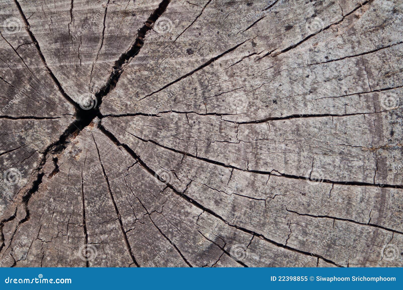 Old cut tree trunk stock image. Image of abuse, large - 22398855