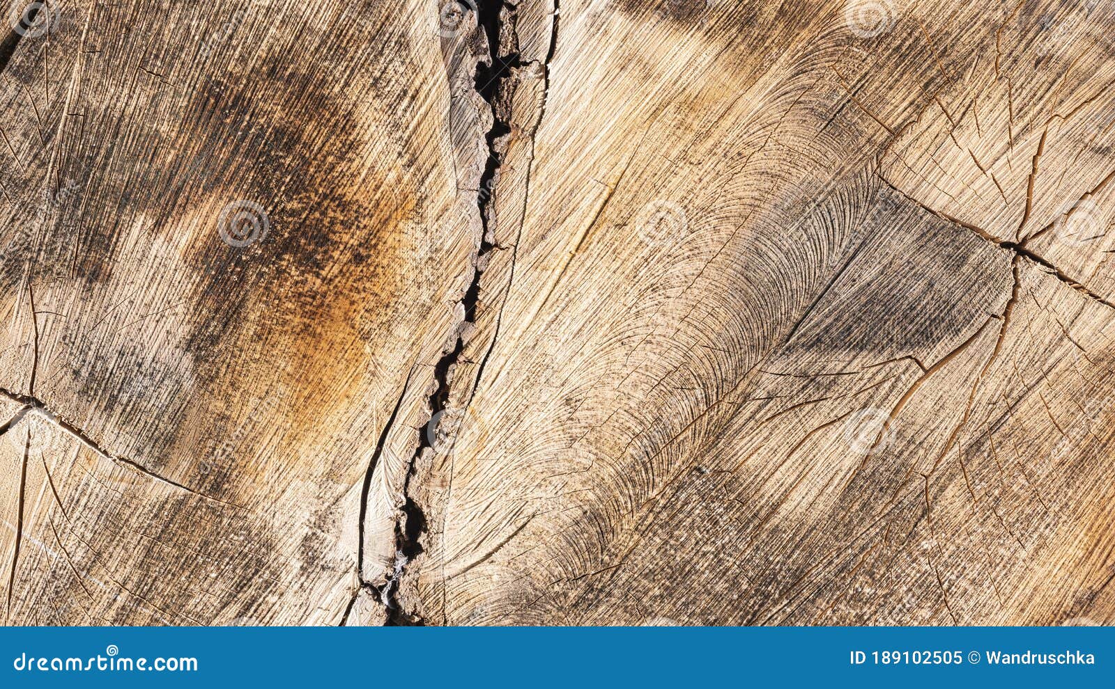 An Old Cut Tree Trunk with Beautiful Grain Stock Image - Image of ...