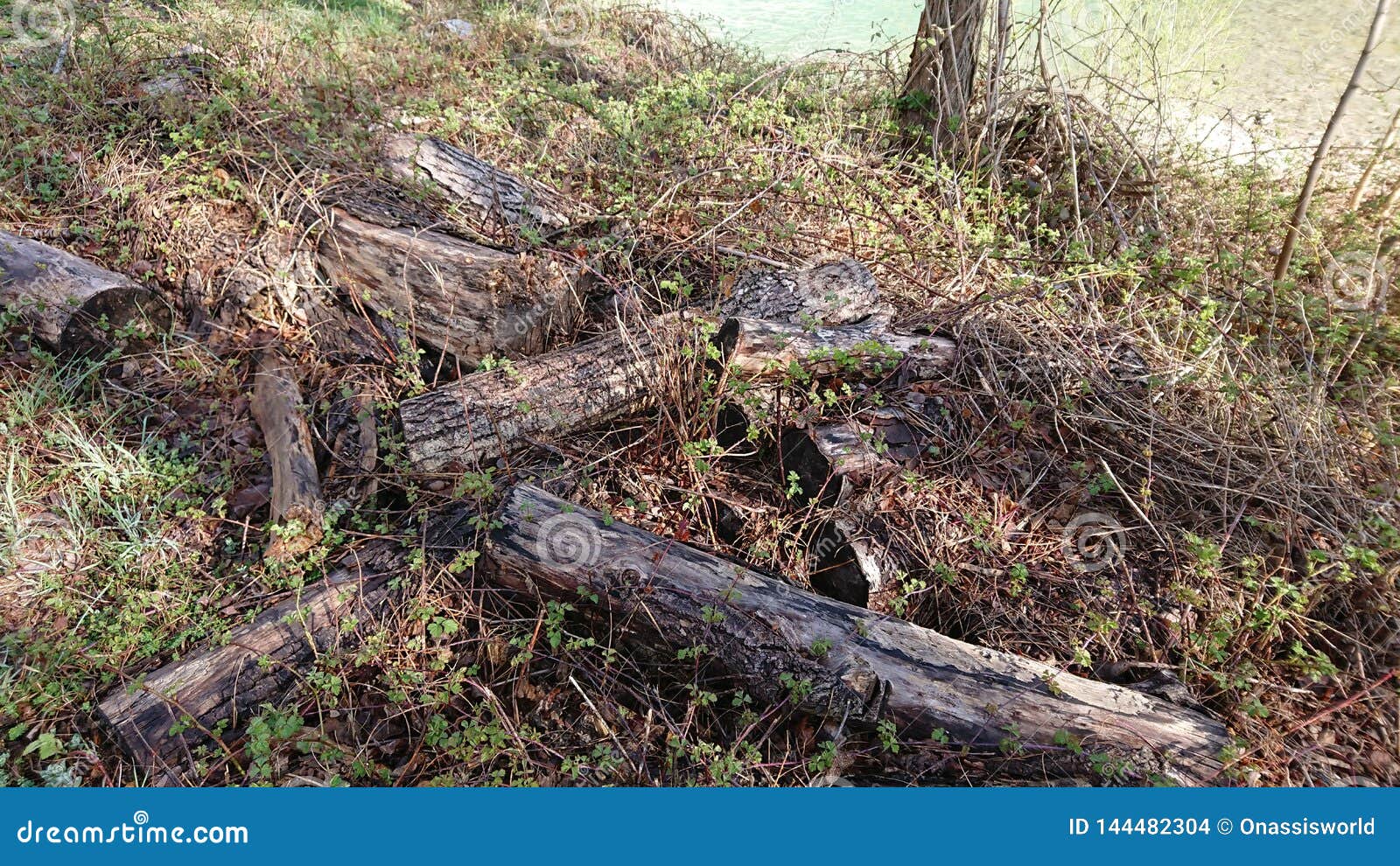 Old cut wood by a river stock photo. Image of wood, flowing - 144482304