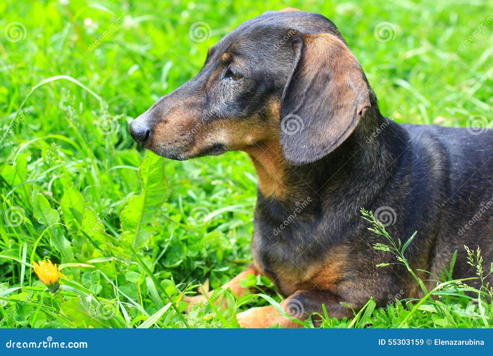 Old dachshund stock image. Image of farm, garden, nose - 55303159
