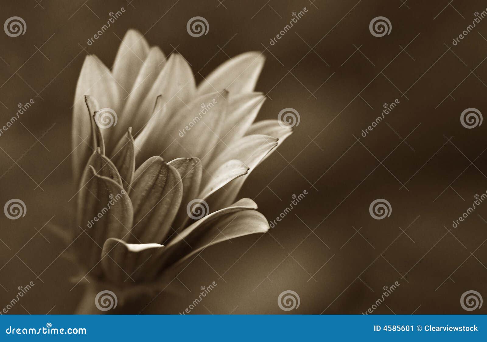 Old Daisy Flower Brown Image Stock Image - Image of vintage, delicate ...