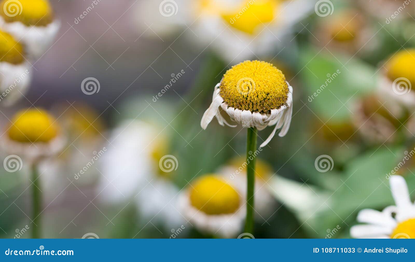 Old daisy flower in nature stock image. Image of nature - 108711033