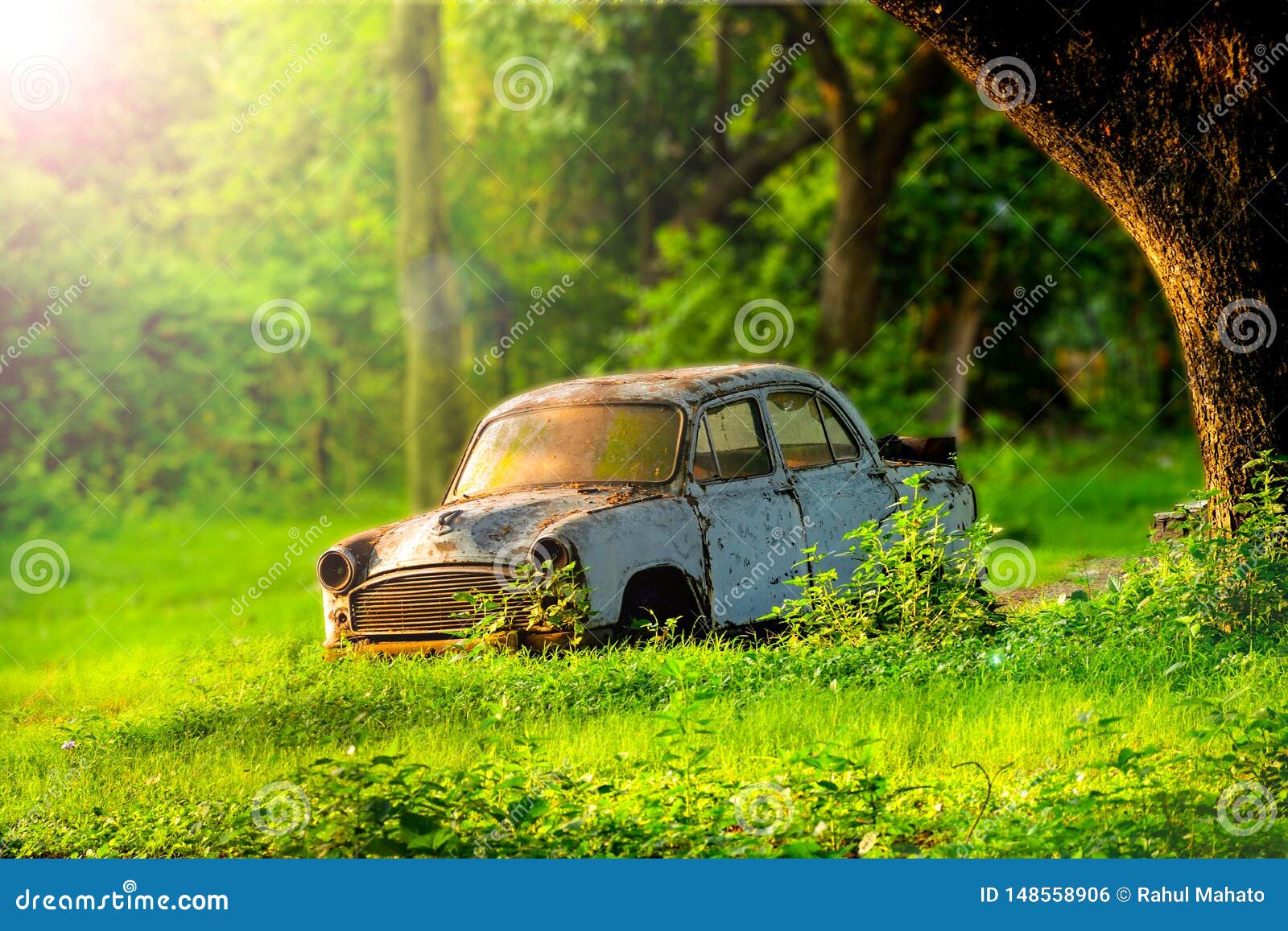 Old Damage Car Under Tree at Morning Sunlight Stock Photo - Image of ...