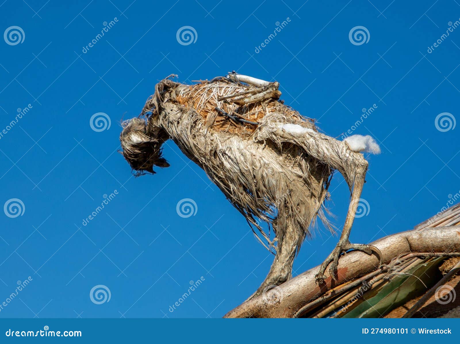 An Old Damaged Stuffed Bird Stock Image - Image of antique, blue: 274980101