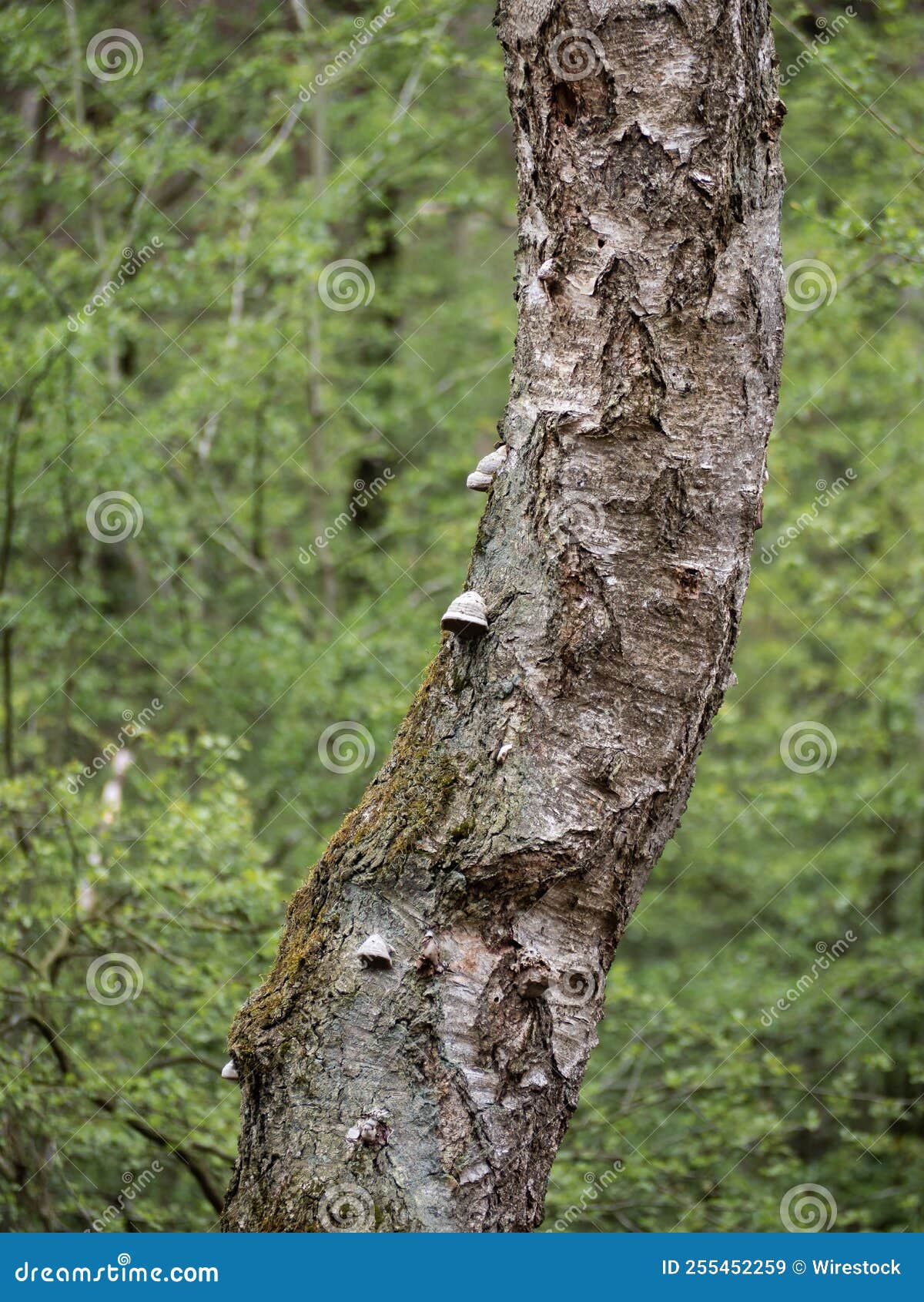 Old and Damaged Tree Bark in the Background of Green Leaves in Closeup ...