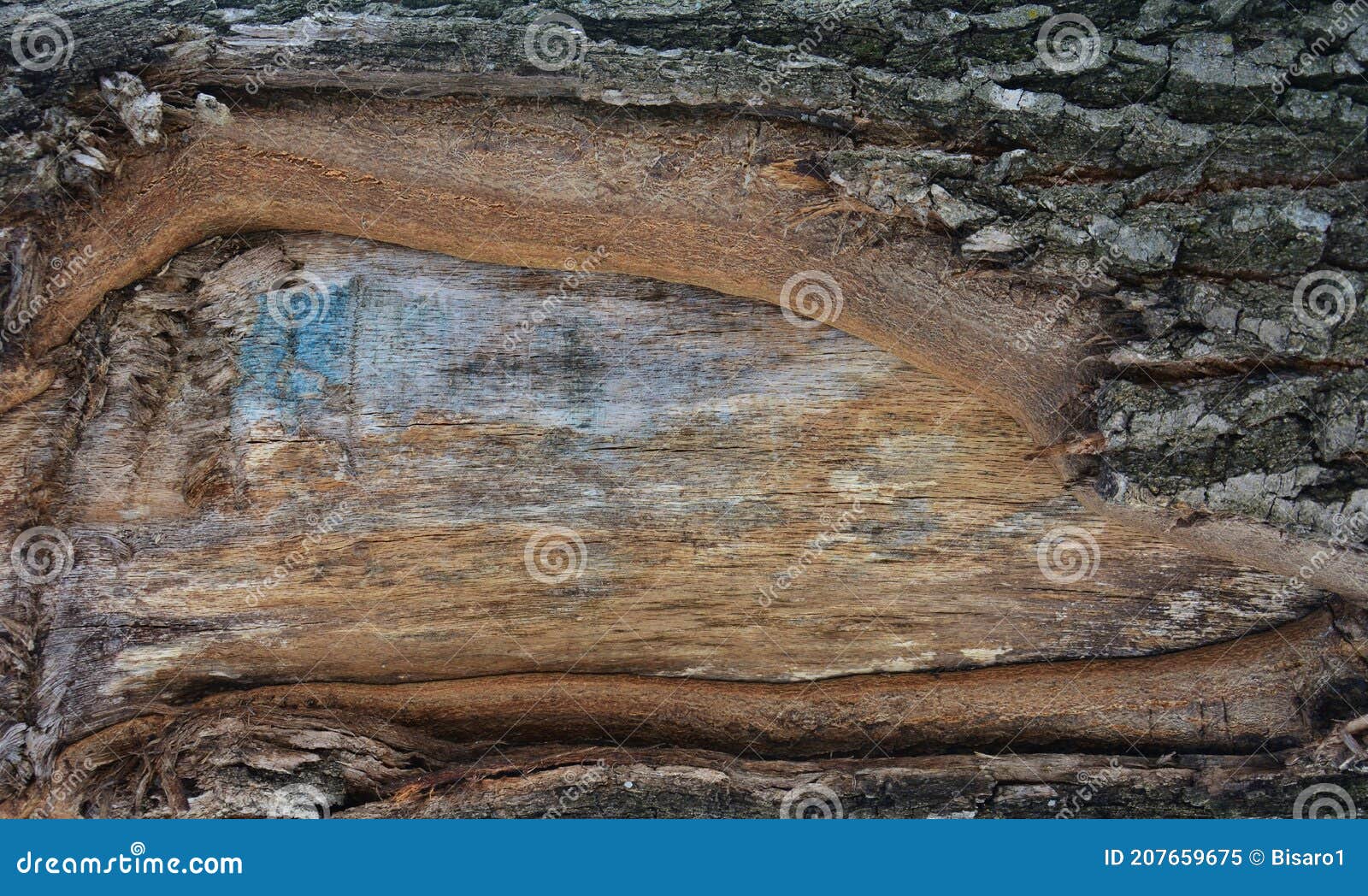 Old Tree Bark with Magic Pattern Structure Close- Up. Stock Image ...