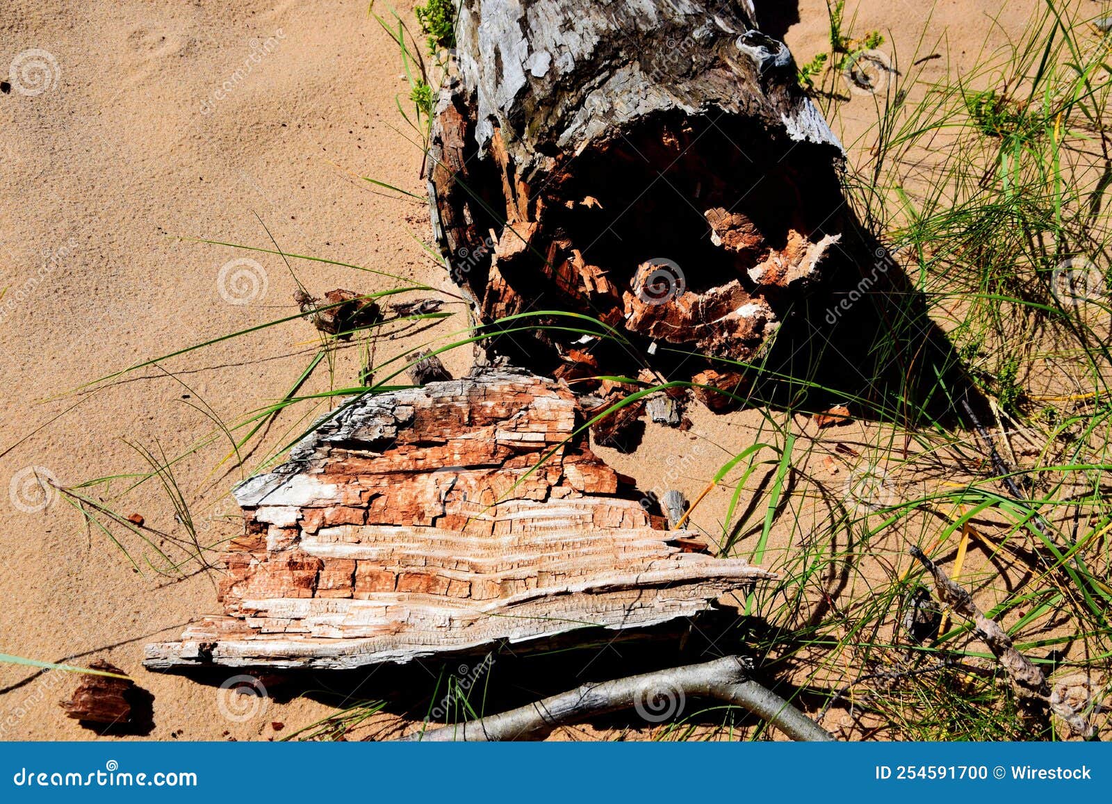 Old Damaged Tree Trunk on the Sands with Greenery Under Sunlight Stock ...