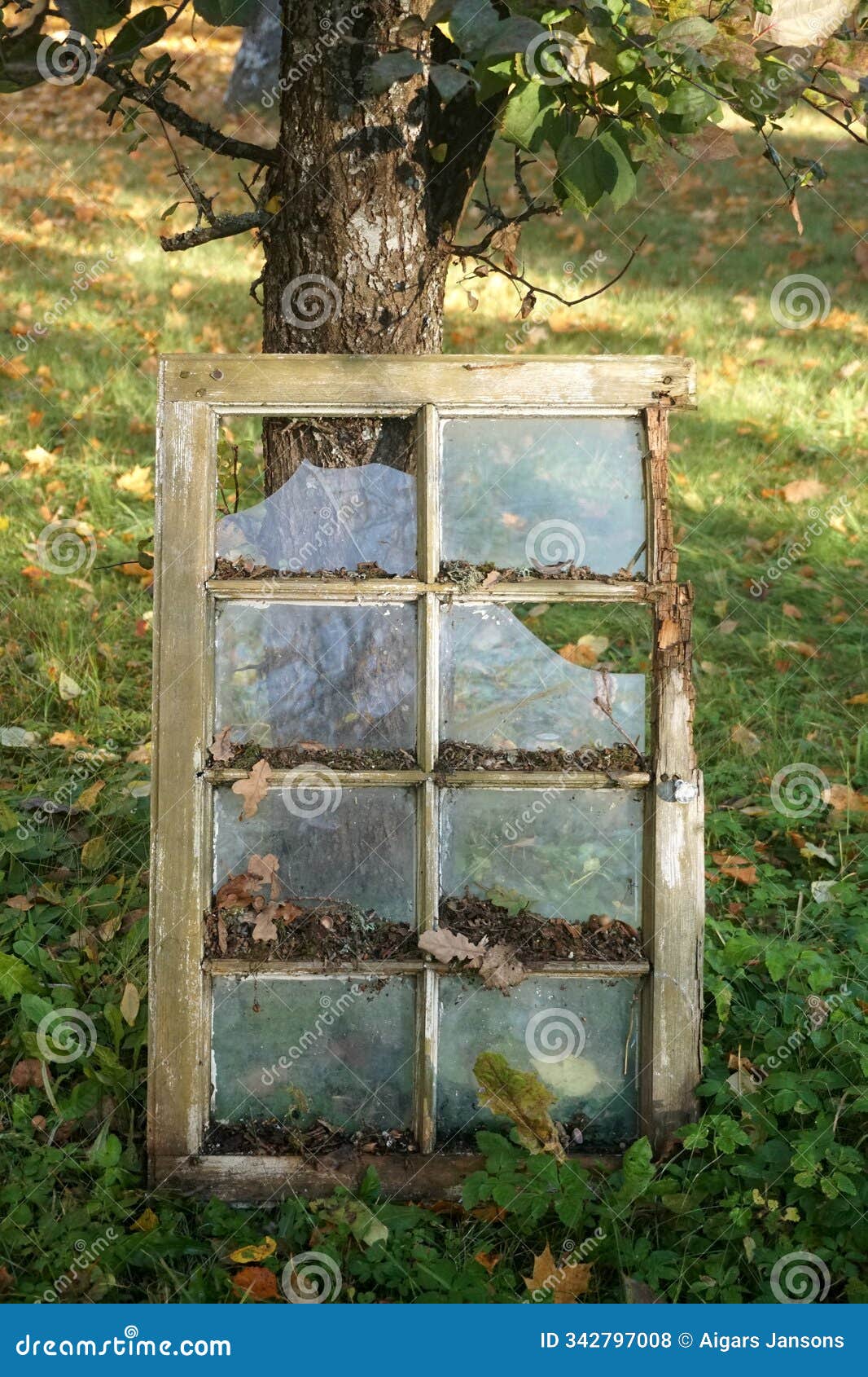 Old Damaged Window Frame Near the Apple Tree in the Garden during ...