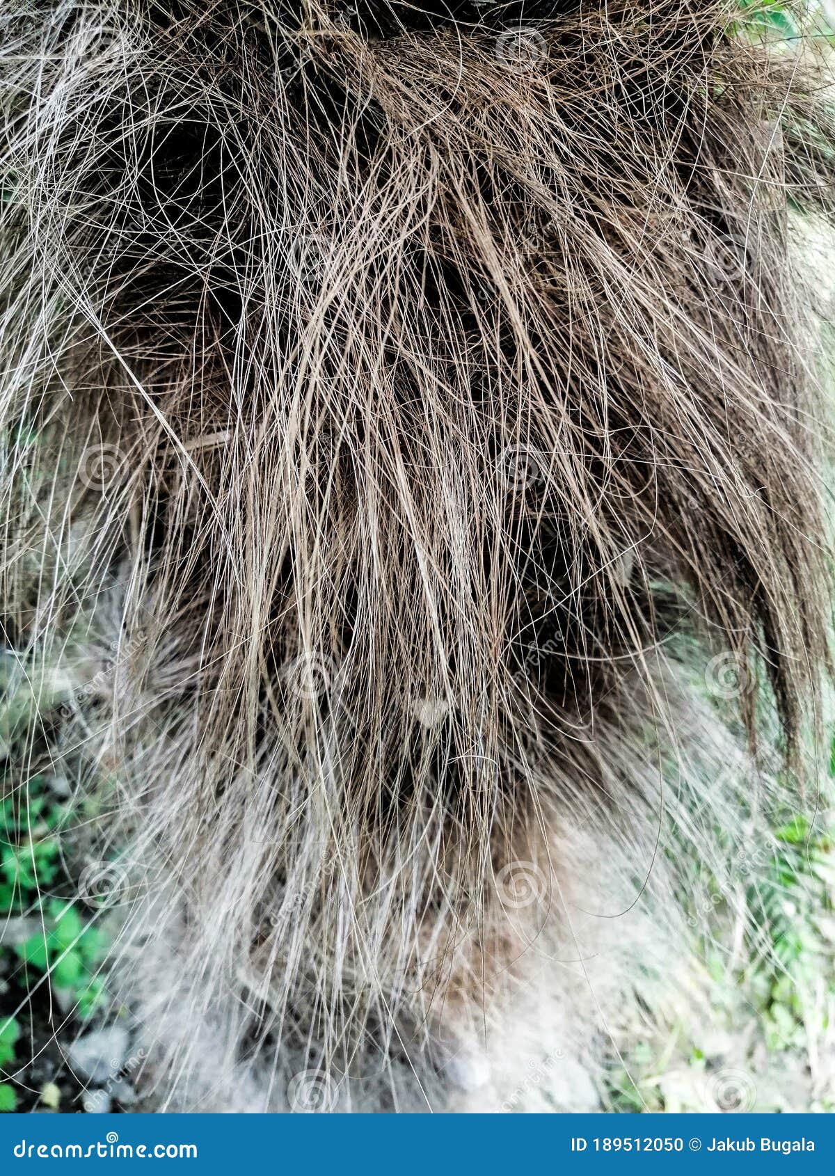 Old Damp Straw in the Meadow Stock Photo - Image of architecture, front ...