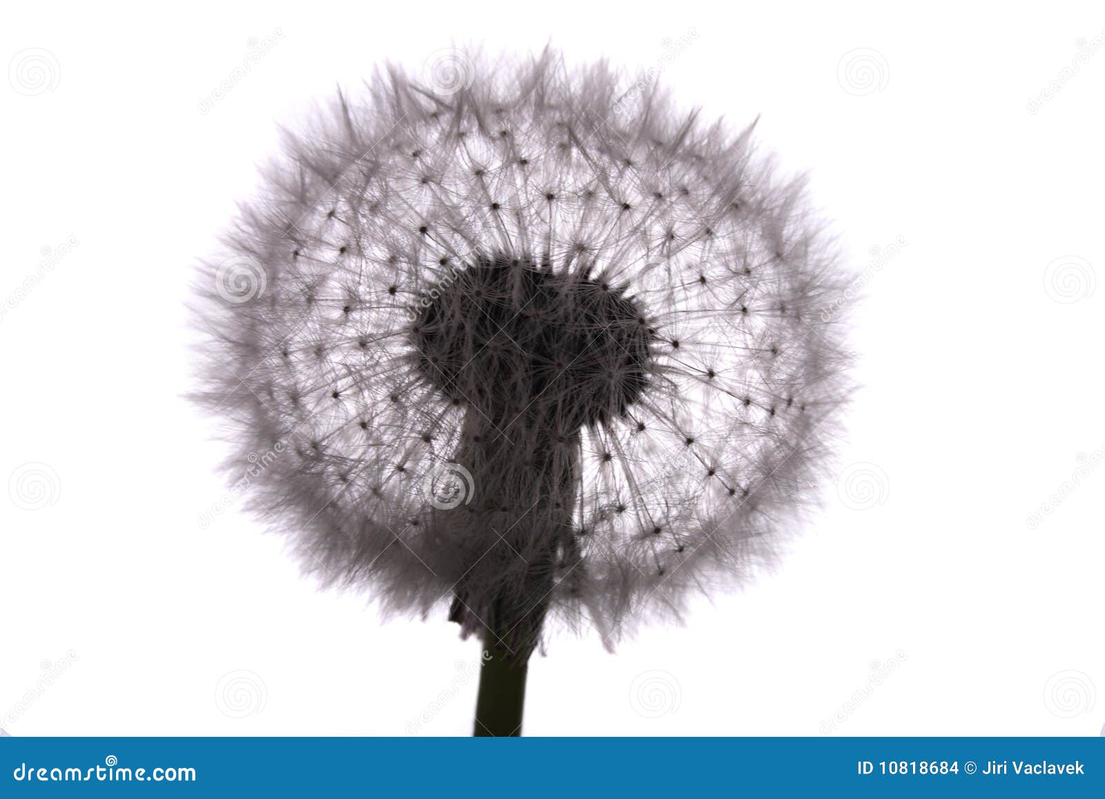 Old dandelion stock photo. Image of frail, posterity - 10818684