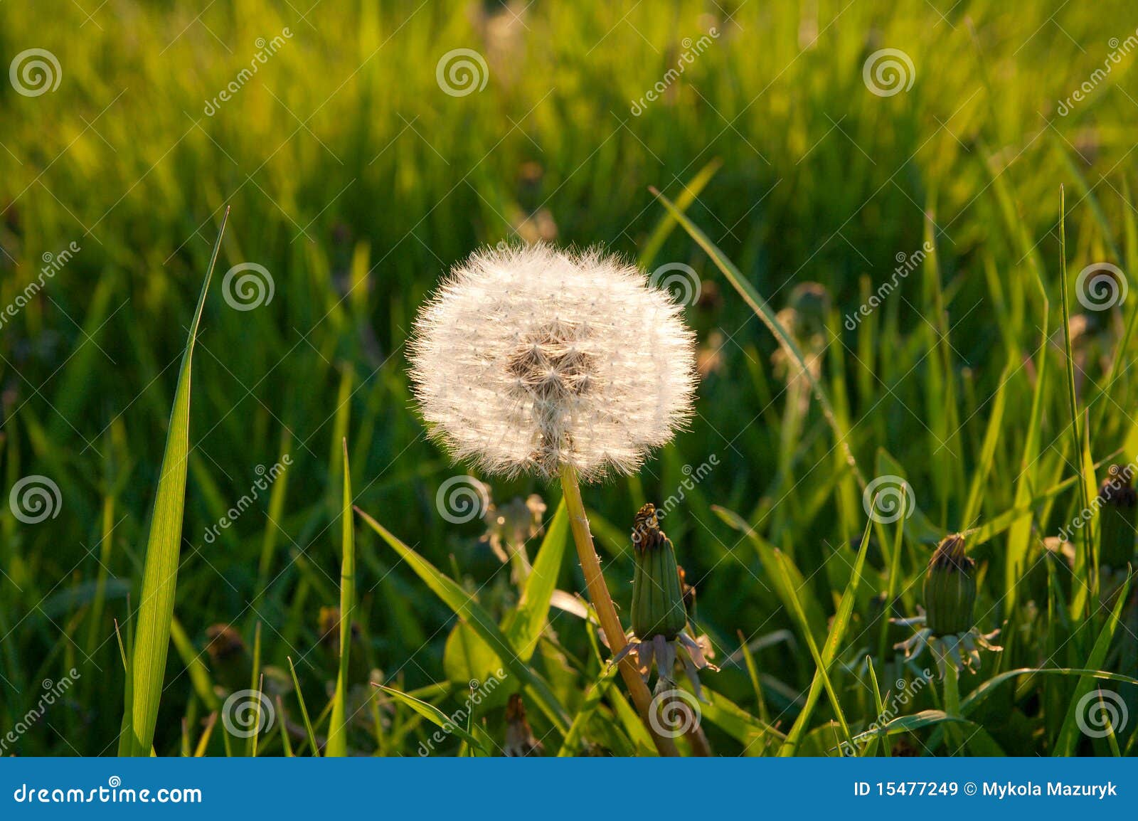 Old dandelion stock image. Image of moss, countryside - 15477249