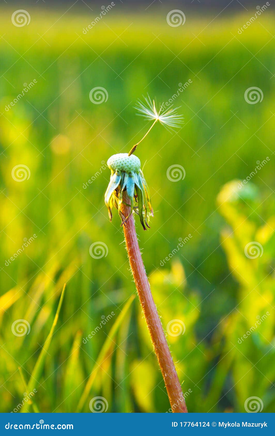 Old dandelion stock photo. Image of green, light, flora - 17764124