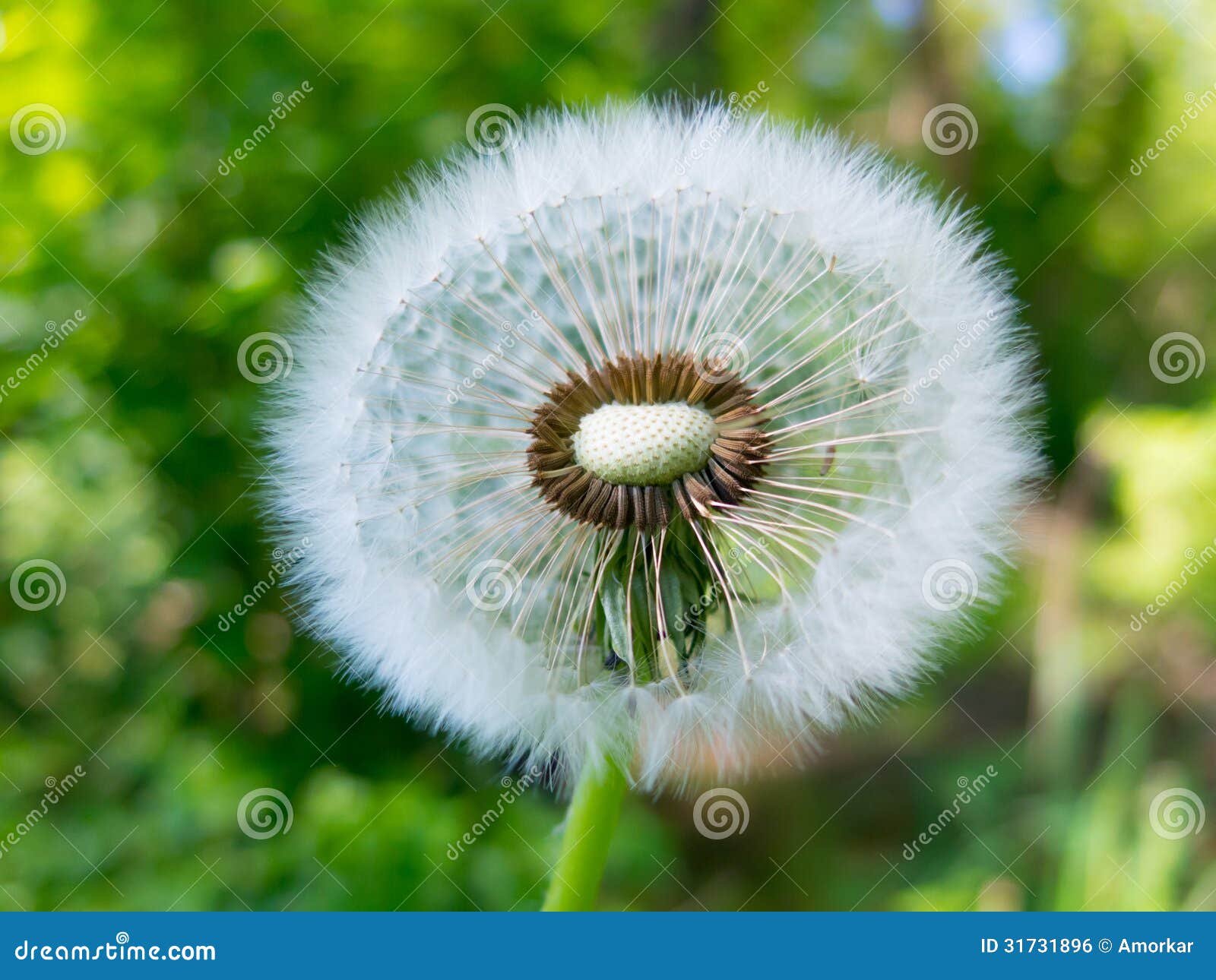 Old dandelion flower stock photo. Image of peace, lush - 31731896