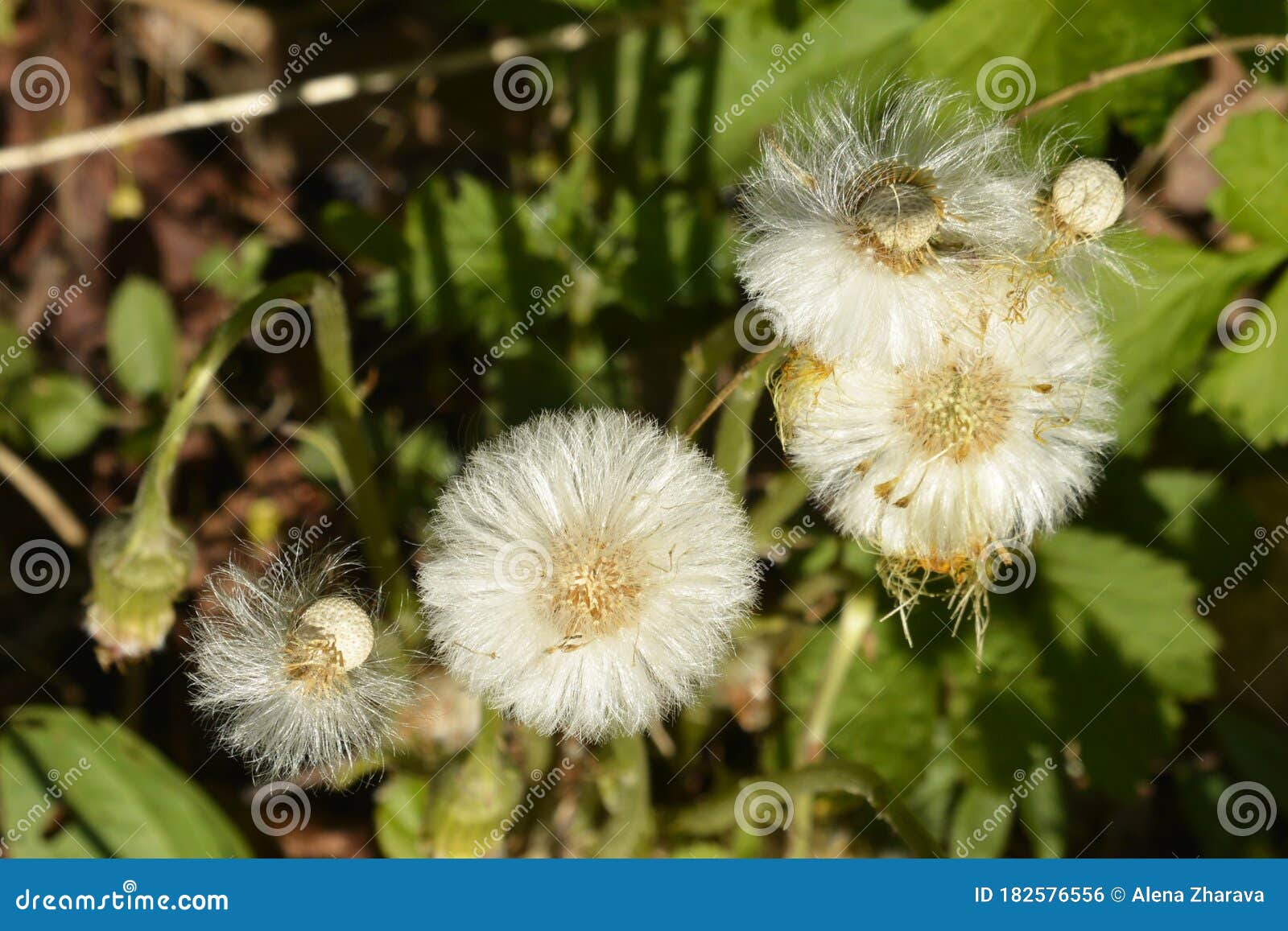 Old Dandelions in Late Spring in Belarus Stock Photo - Image of ...