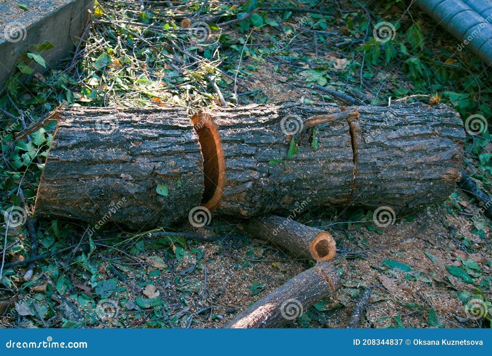 Old Dangerous Trees are Being Cut Down in Cities. Stock Image - Image ...
