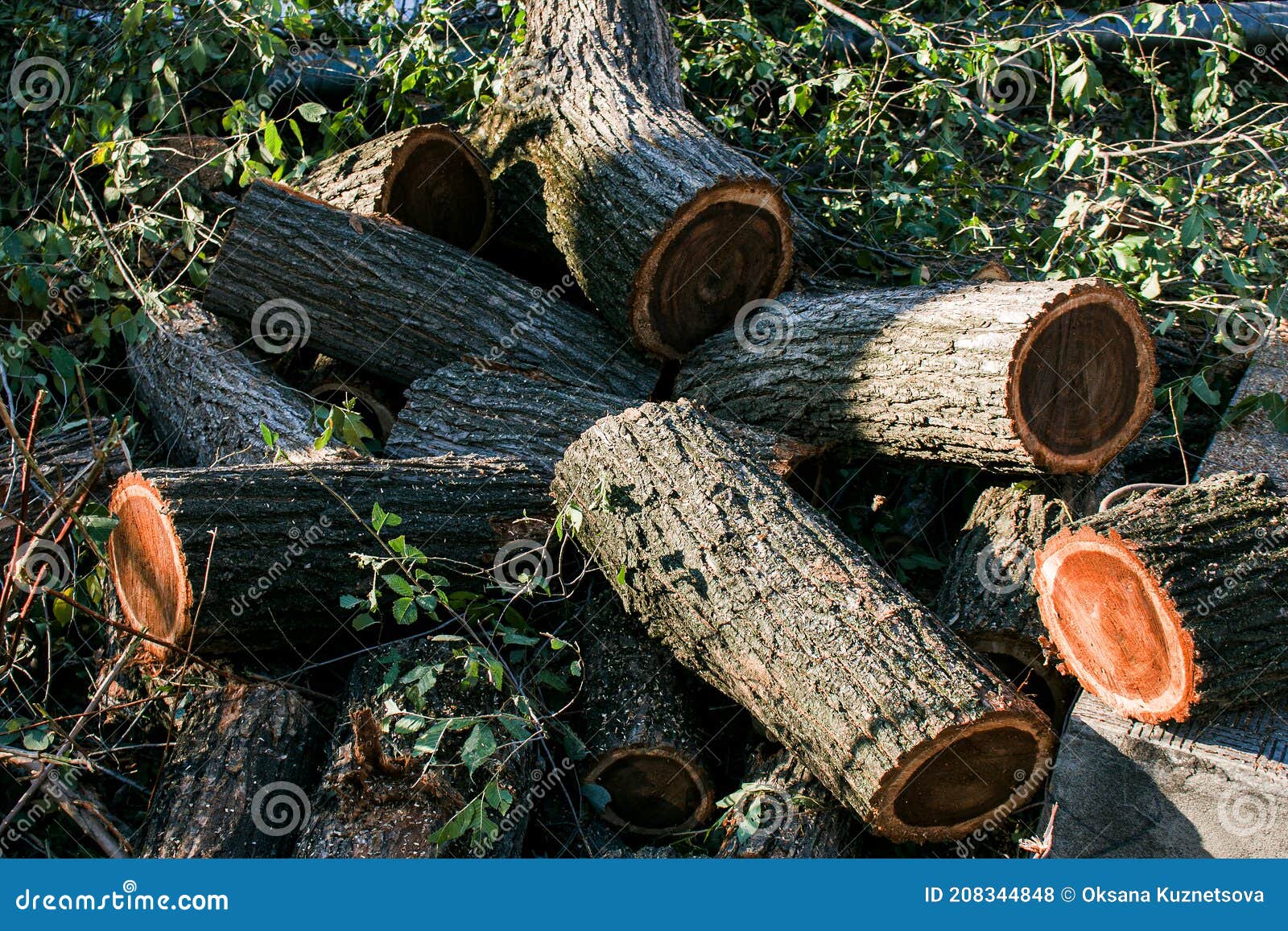 Old Dangerous Trees are Being Cut Down in Cities. Stock Photo - Image ...