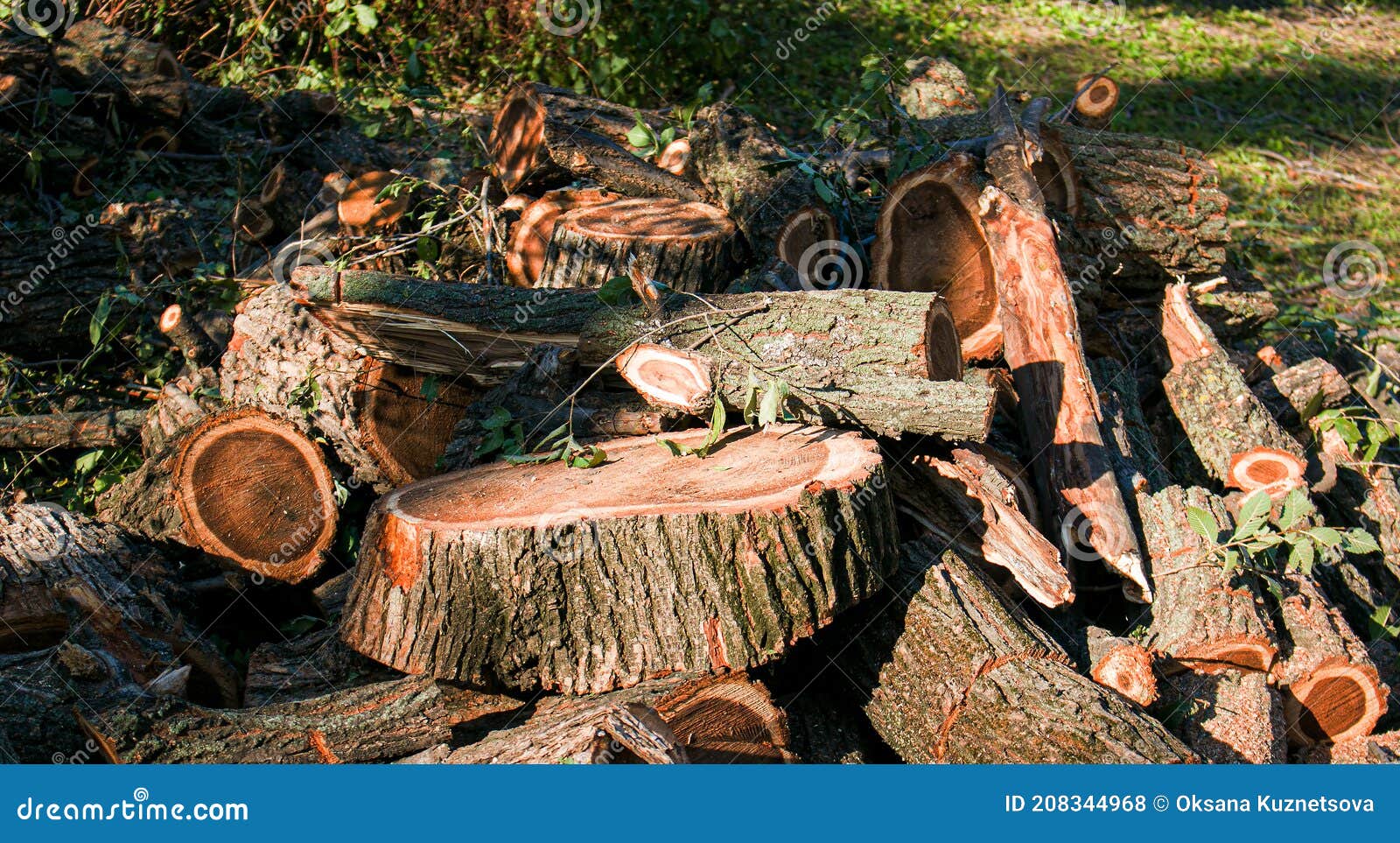 Old Dangerous Trees Are Being Cut Down In Cities. Stock Photo ...