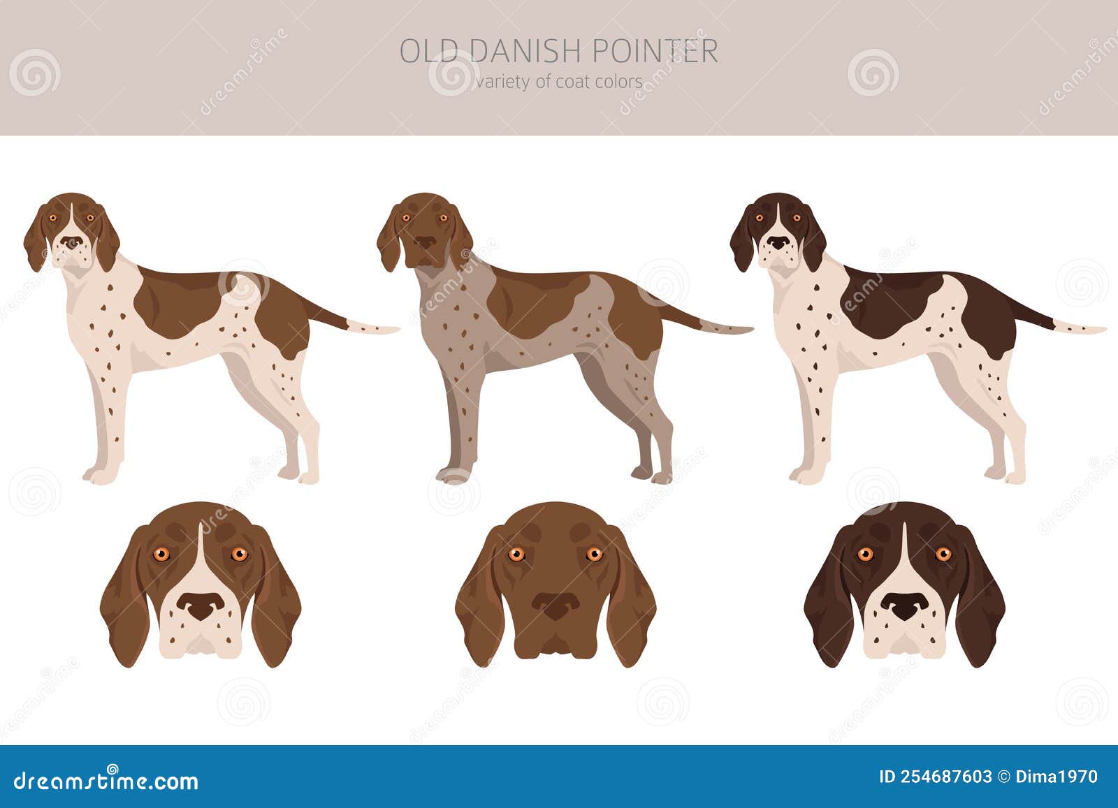 Old Danish Pointer Clipart. Different Poses, Coat Colors Set Stock ...