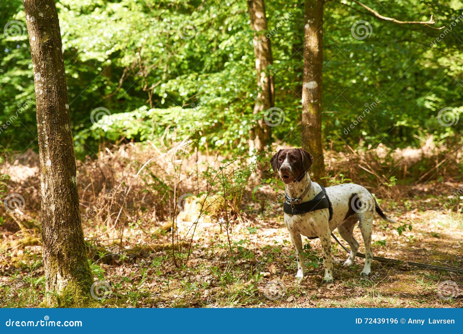 Old Danish Pointer Dog in the Forest Stock Photo - Image of sunshine ...