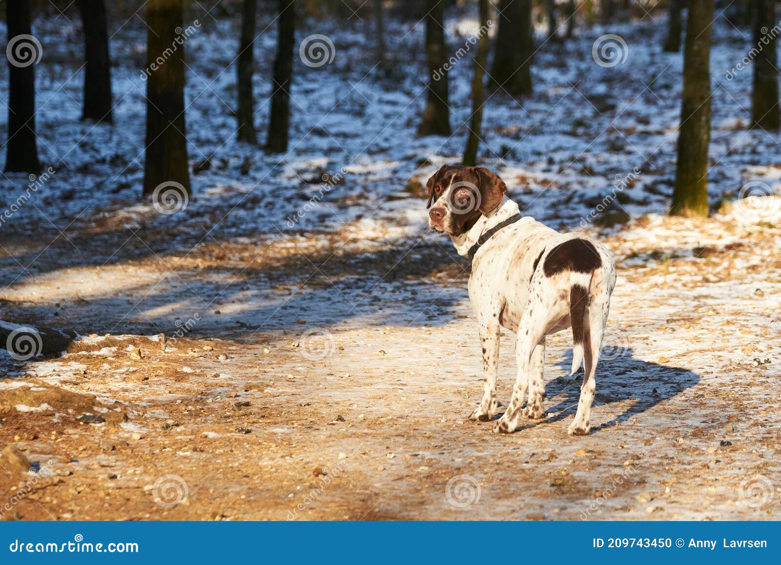 Old Danish Pointer Dog Standing on Path in Forest Stock Photo - Image ...