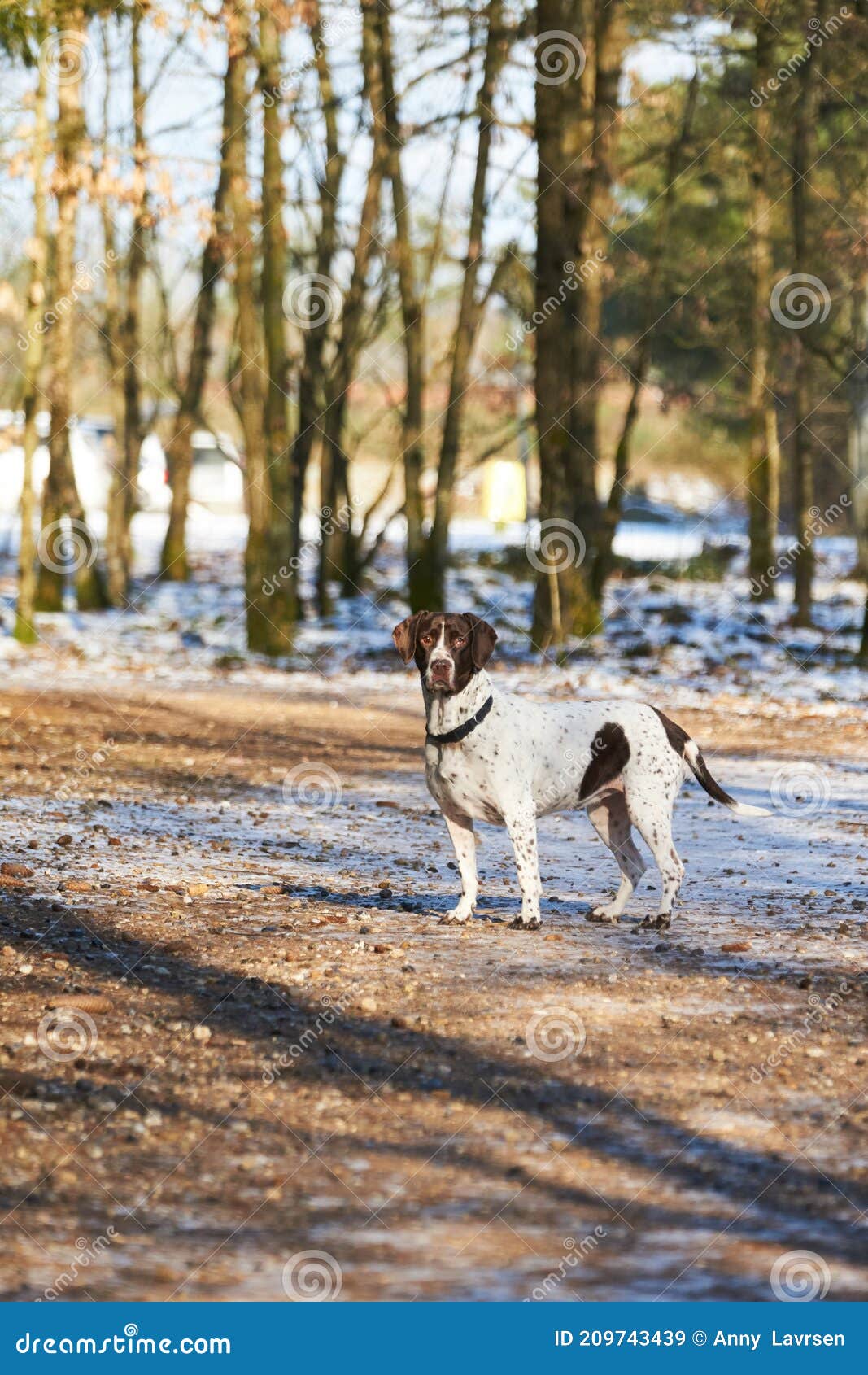Old Danish Pointer Dog Standing on Path in Forest Stock Image - Image ...