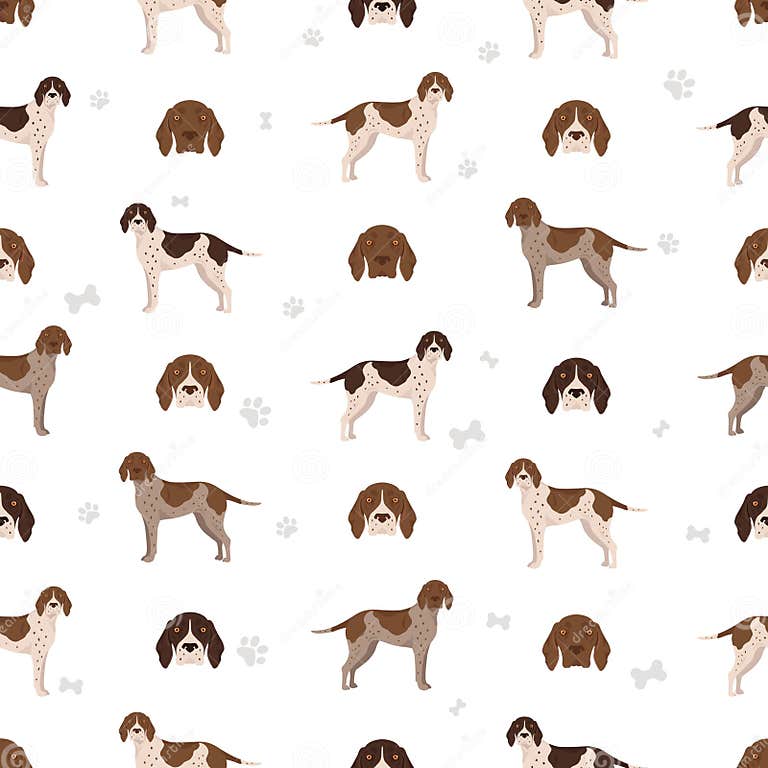 Old Danish Pointer Seamless Pattern. Different Poses, Coat Colors Set ...