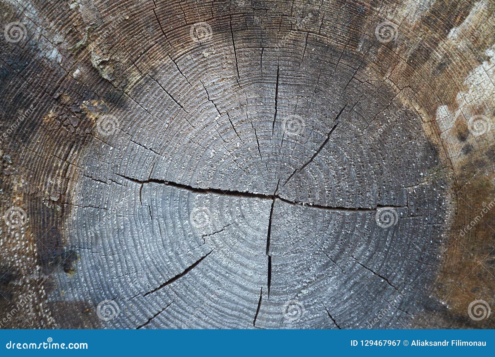 Old Dark Cut of the End of the Log Stock Image - Image of organic, tree ...