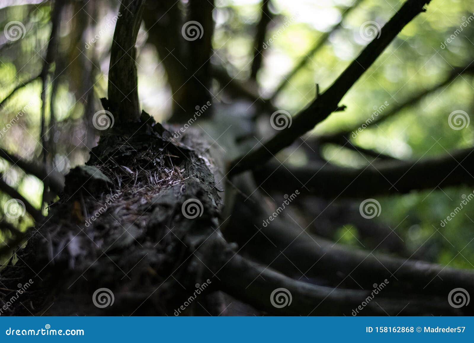 Old Dark Dead Tree in the Forest Stock Photo - Image of dark, noir ...