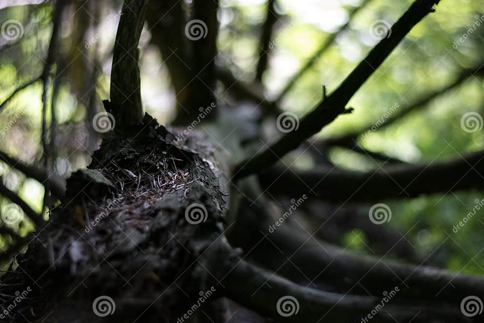Old Dark Dead Tree in the Forest Stock Photo - Image of dark, noir ...