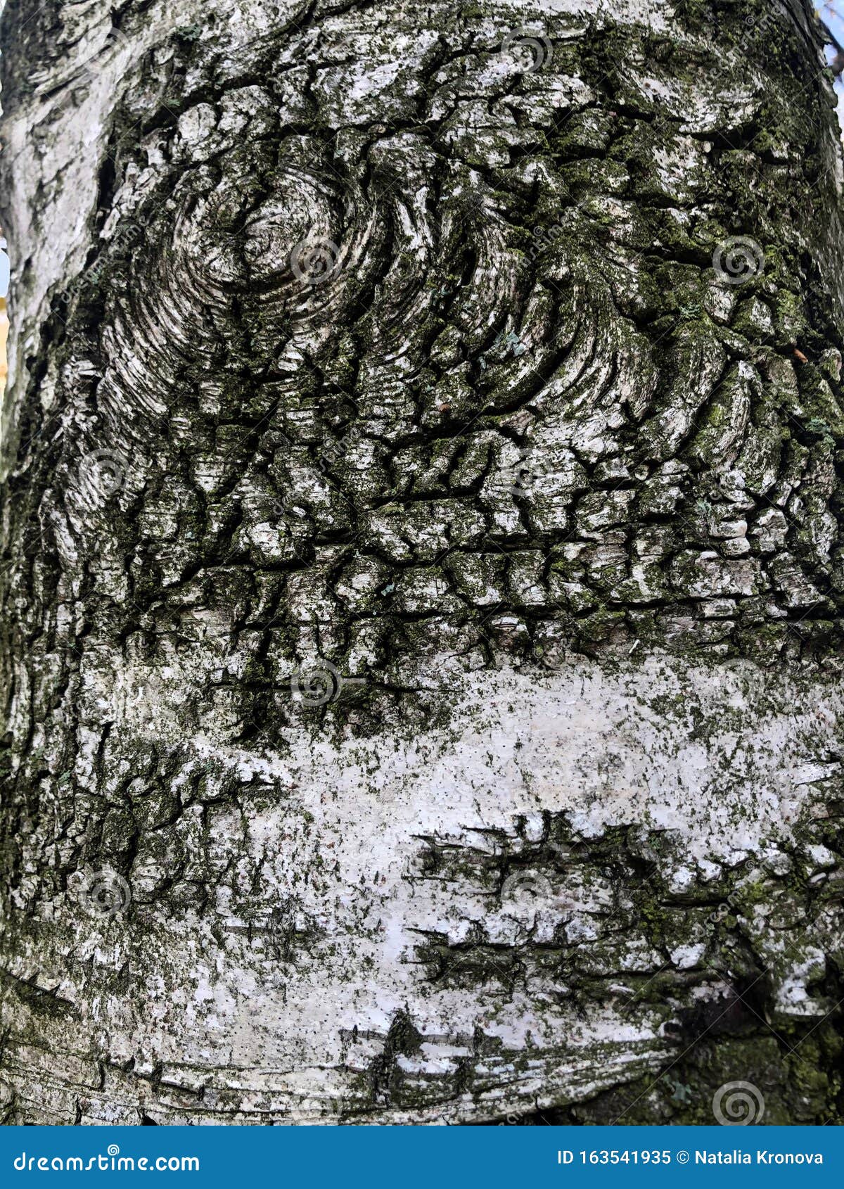 Old Dark Tree Bark, Autumn Cloudy Day, Birch Bark with Green Moss ...