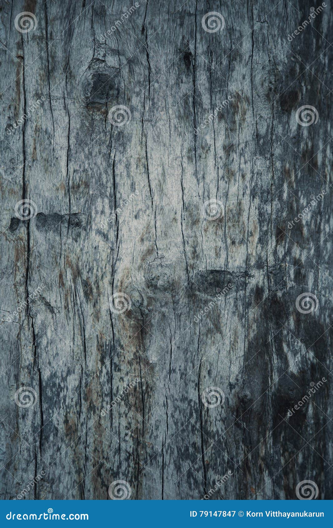 Old Dark Wood Tree High Detail Stock Image - Image of texture, textured ...