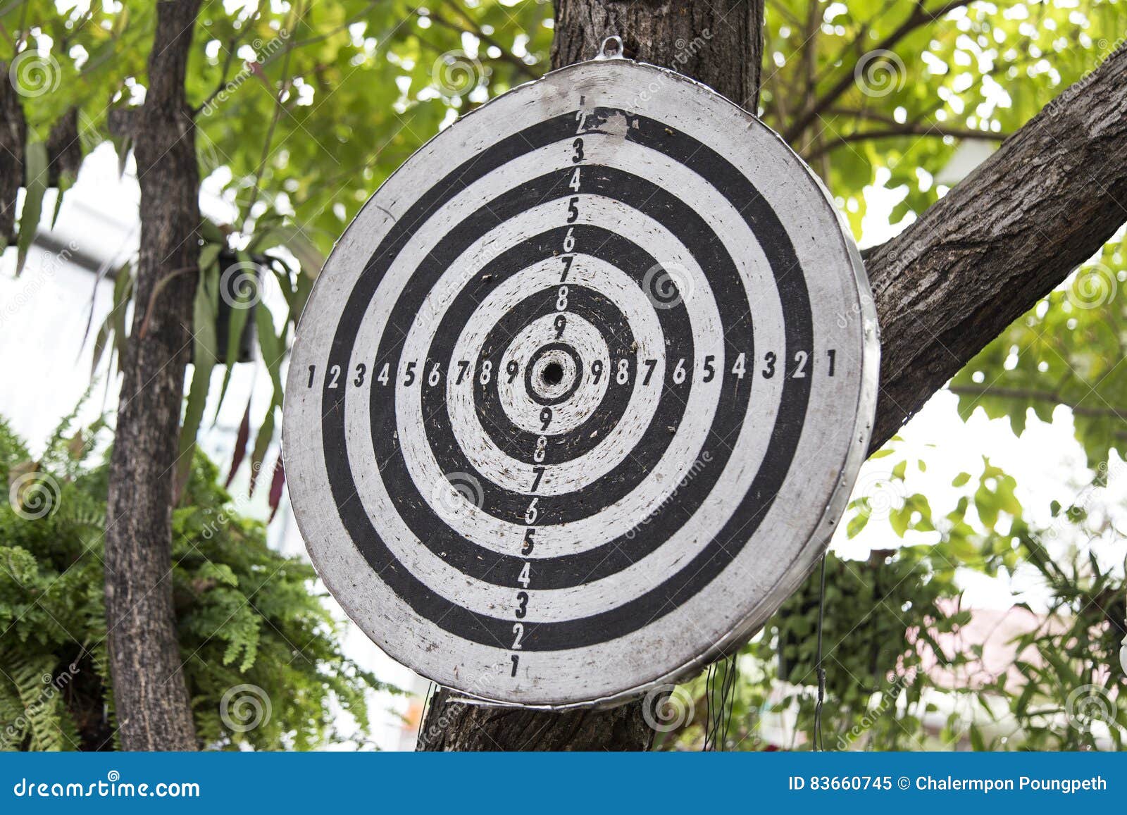 Old Dart Board Hanging on a Tree Stock Image - Image of black, game ...