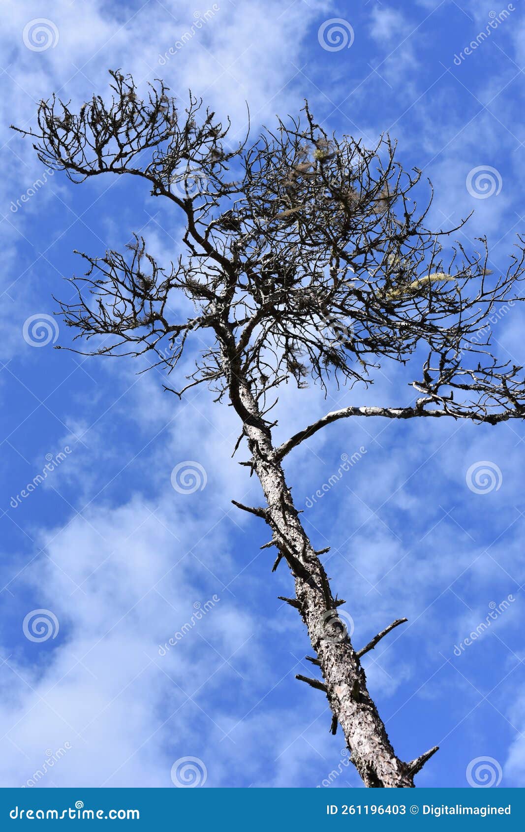 Silhouette of a dead tree stock image. Image of trunk - 261196403