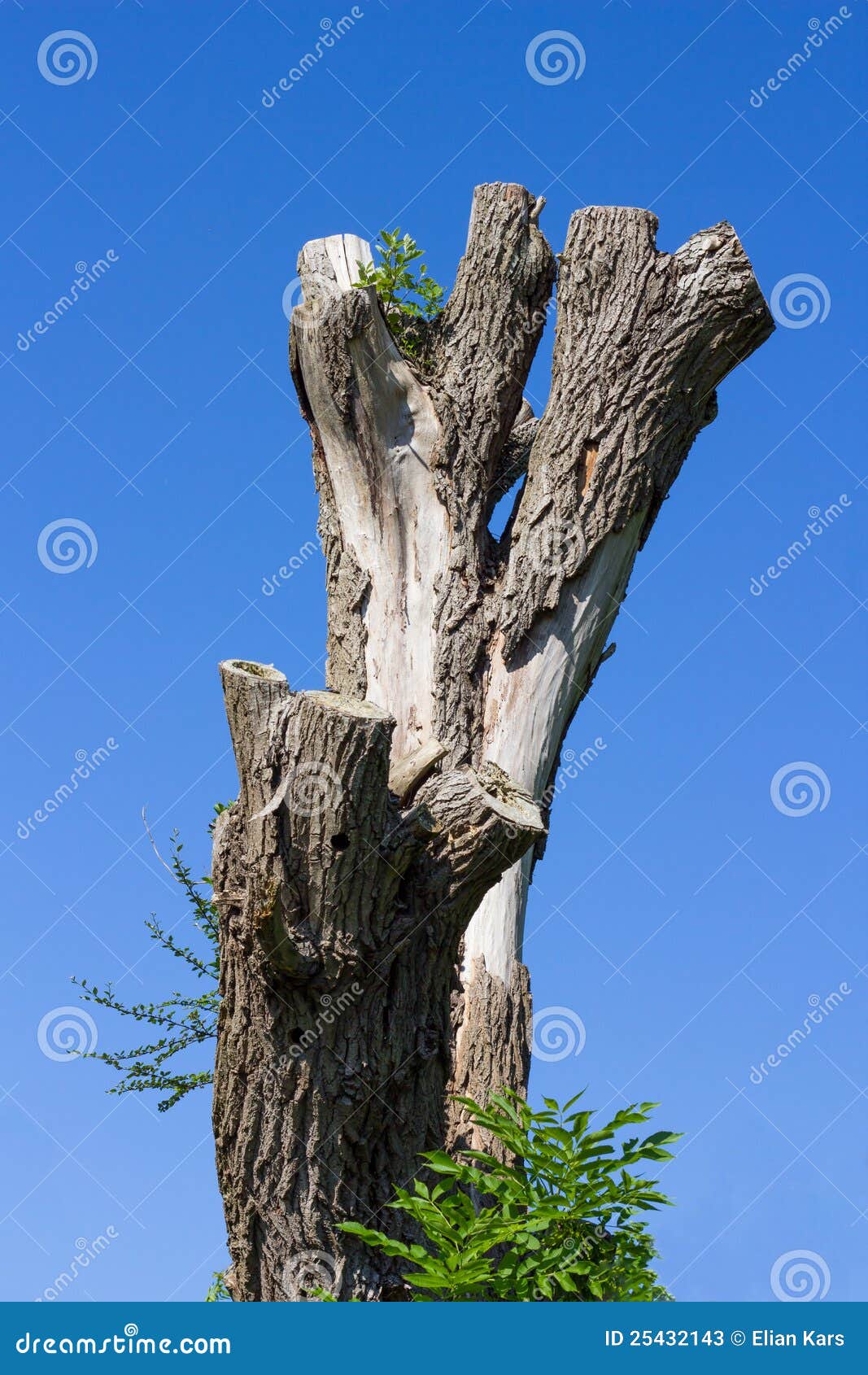 Old dead gray tree stock image. Image of bough, brown - 25432143