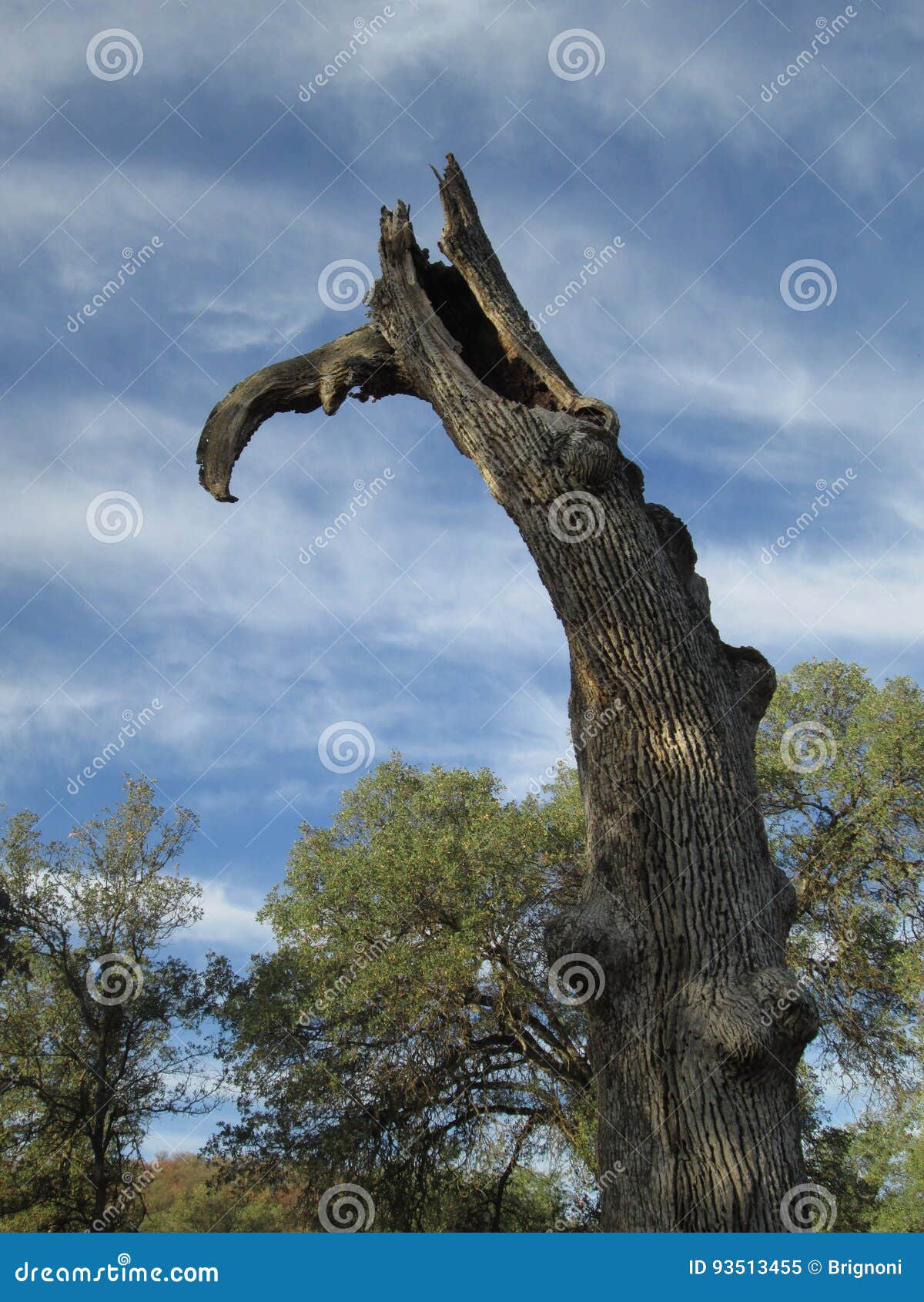Old Dead Oak Tree stock image. Image of nature, deadoak - 93513455
