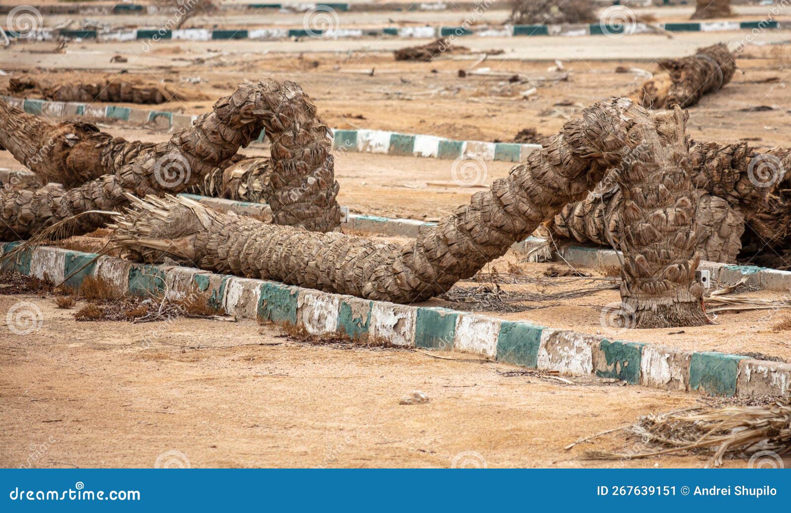 Old Dead Palm Tree in Nature Stock Image - Image of foliage, overblown ...