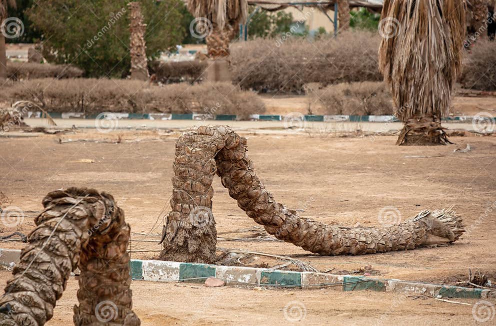 Old Dead Palm Tree in Nature Stock Photo - Image of environment, barren ...