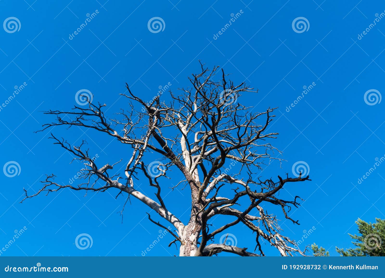 Old dead pine tree stock photo. Image of drought, season - 192928732
