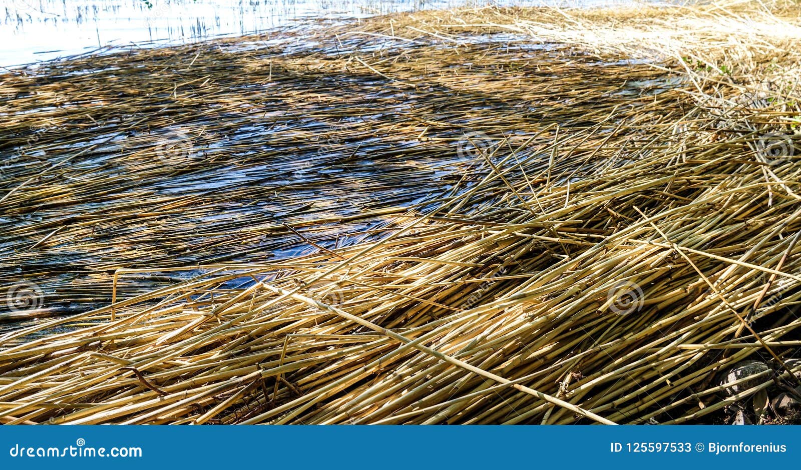 Old dead reed in a lake stock image. Image of reed, dead - 125597533
