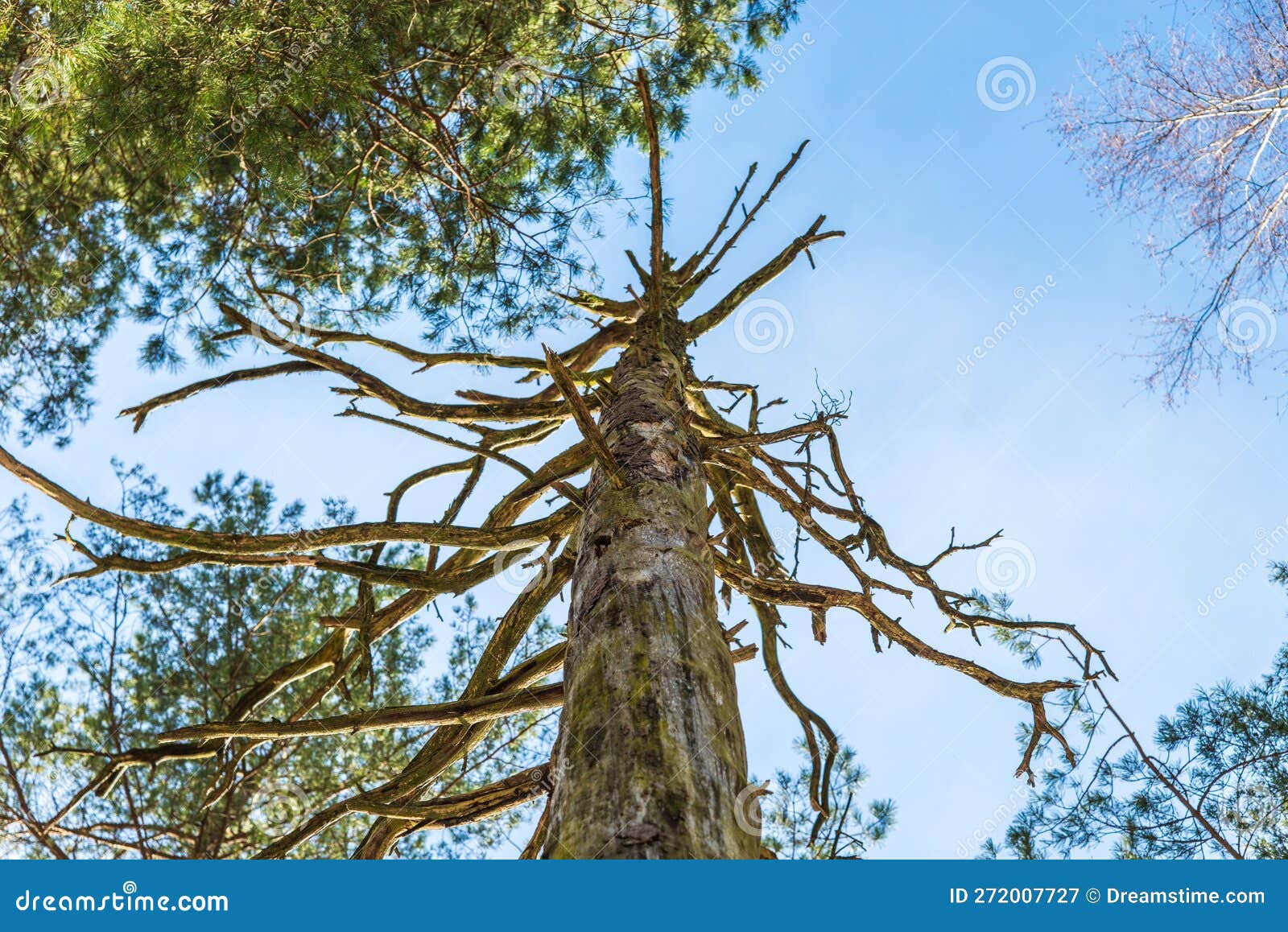 Old Dead Rotten Tree Still Standing Stock Image - Image of rotten ...